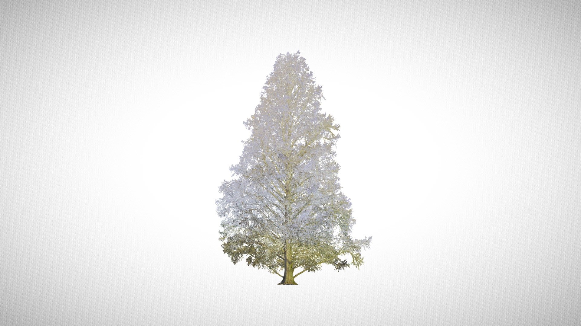 Husted Dawn Redwood - 3D model by mvs3pn [c86dc87] - Sketchfab