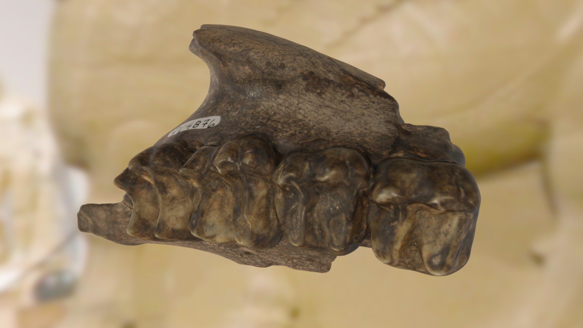 ChM PV4876 - Tapir skull fragment with teeth - Download Free 3D model ...