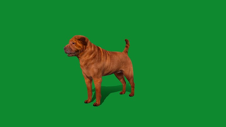 3d-shar-pei 3D models - Sketchfab