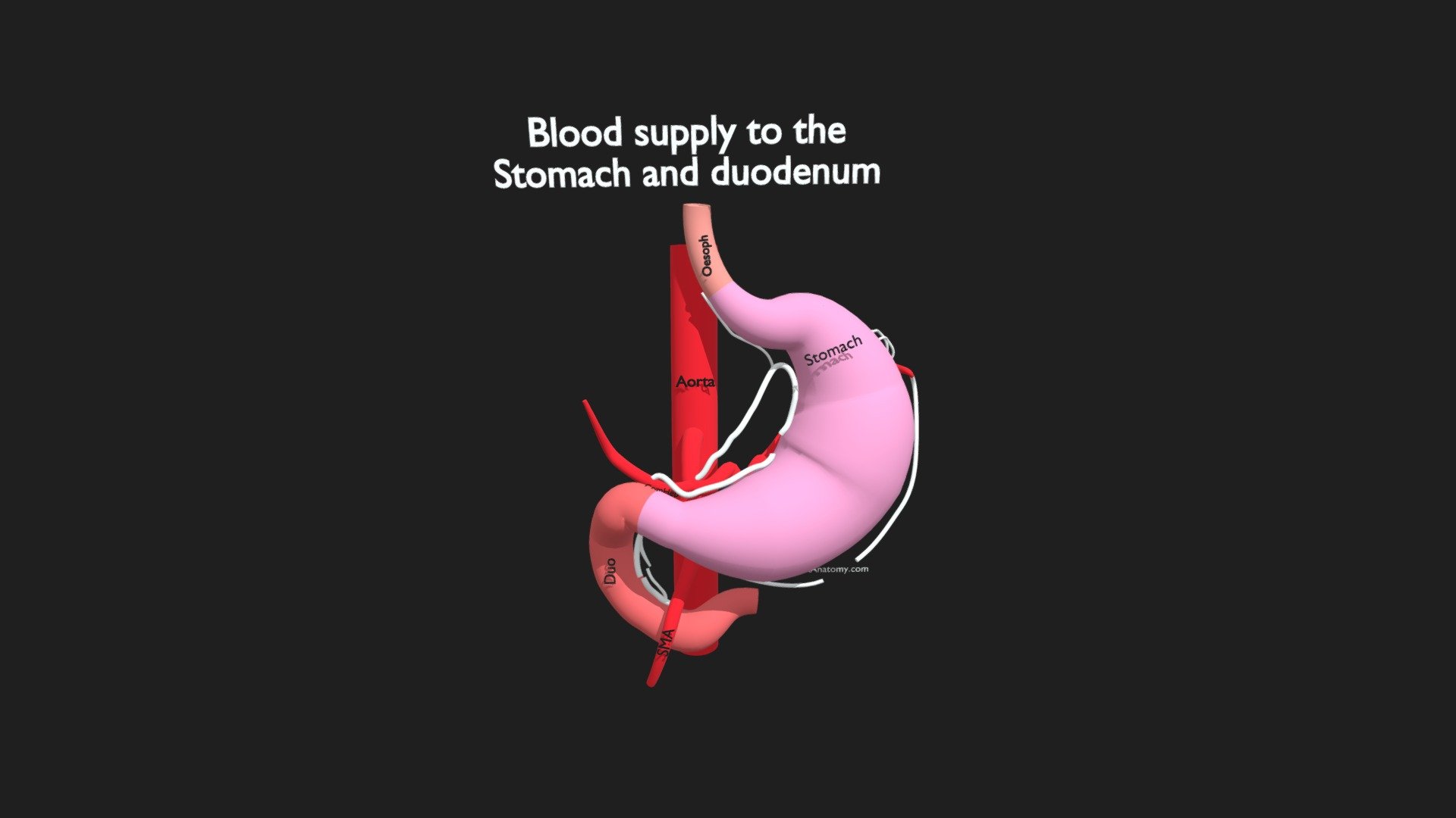 Stomach, duodenum, coeliac trunk - 3D model by VivekAnatomy [c885be8 ...
