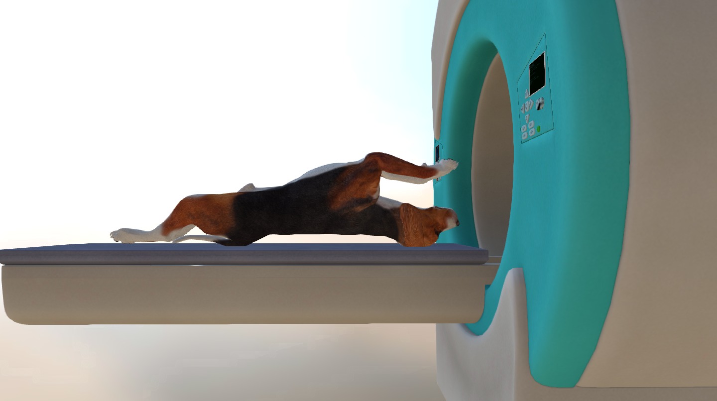 MRI Positioning - Brain - 3D model by MRVets | Experts in Veterinary ...
