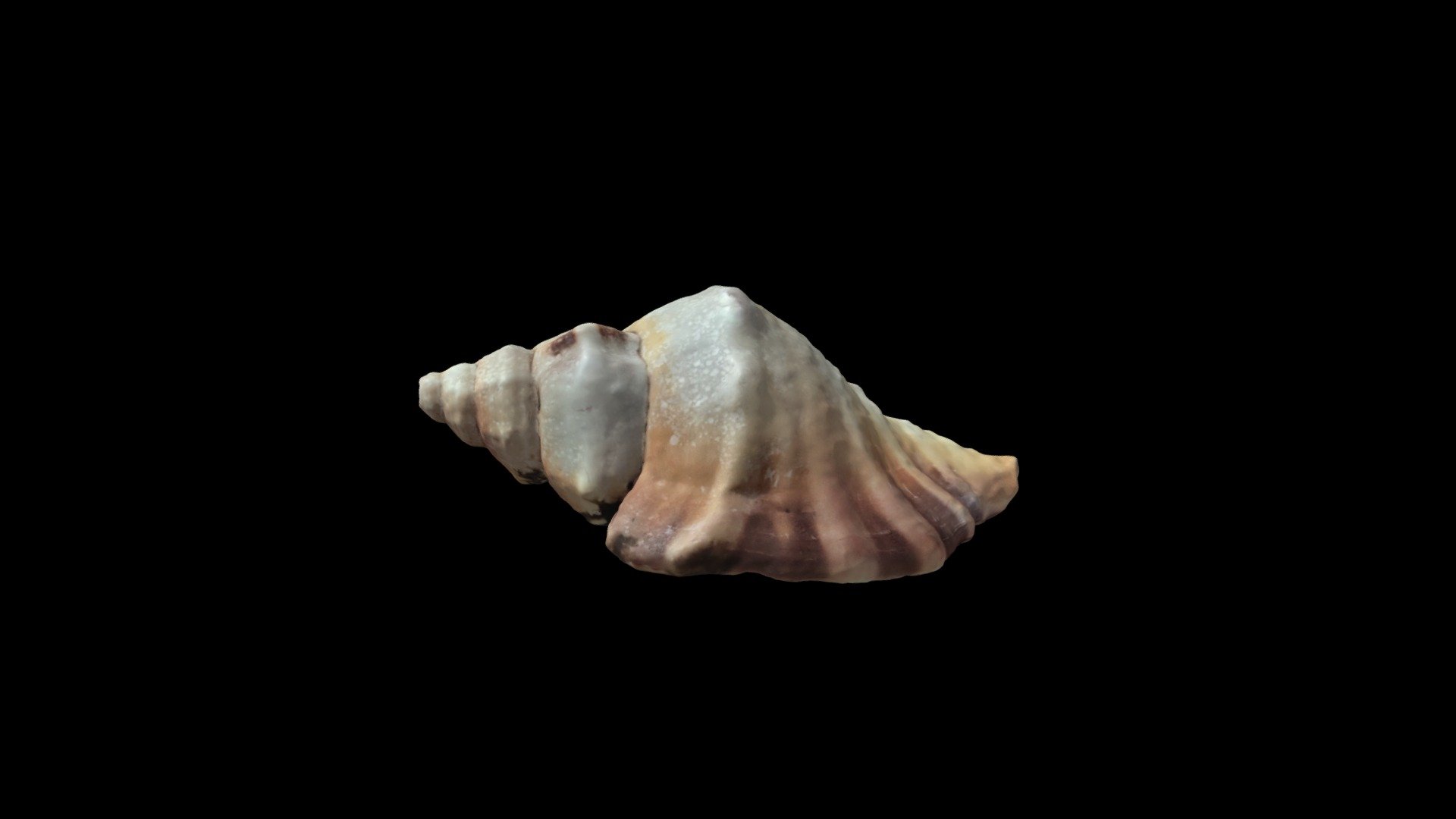 Seashell - 3D model by gl3dmodeling [c88e4cf] - Sketchfab