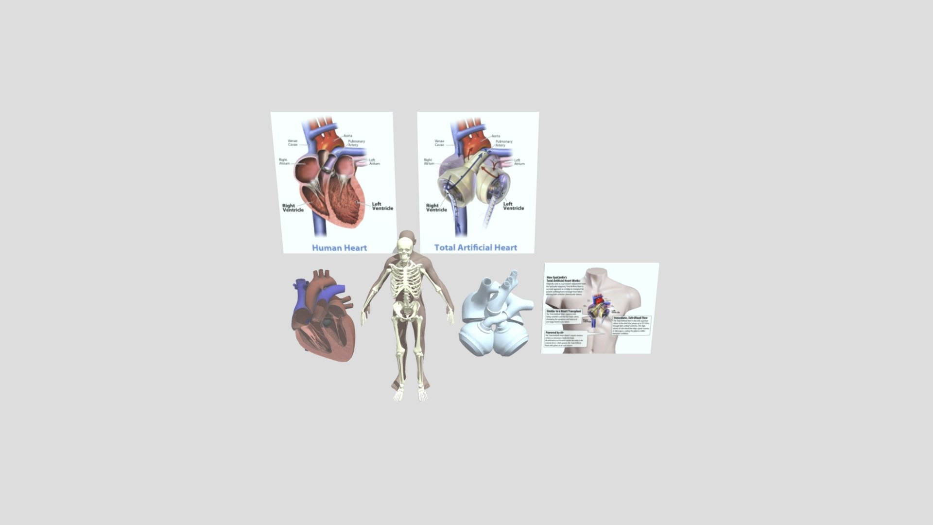 RMIT Heart VR - Download Free 3D model by keith.hibbert99 [c89af04 ...