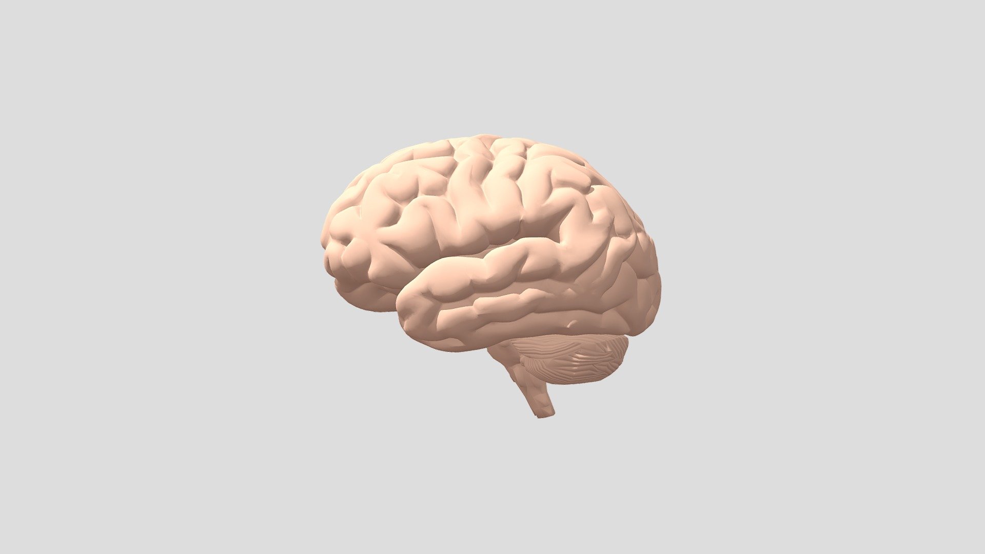 Brain - Download Free 3D model by VladimKosobokov [c89baa6] - Sketchfab