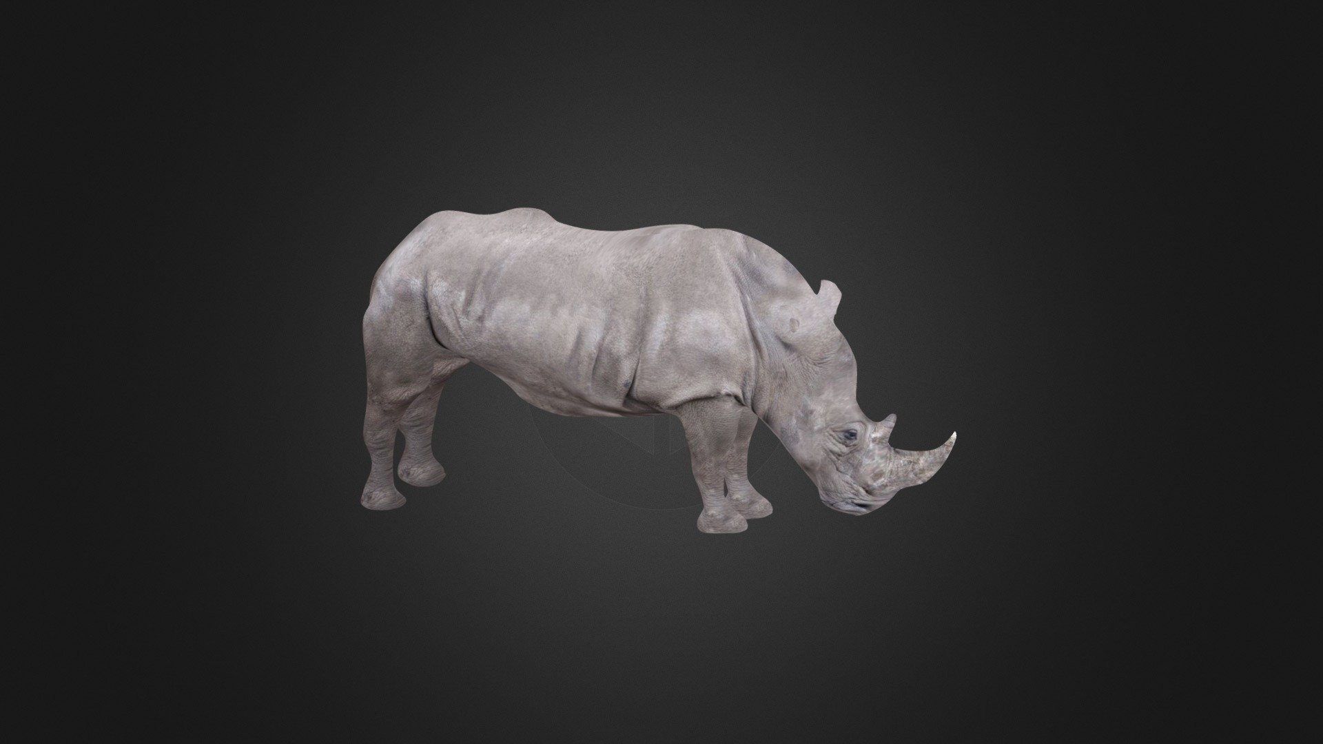 Rhino - 3D model by Angela_Gitsova [c89e35d] - Sketchfab