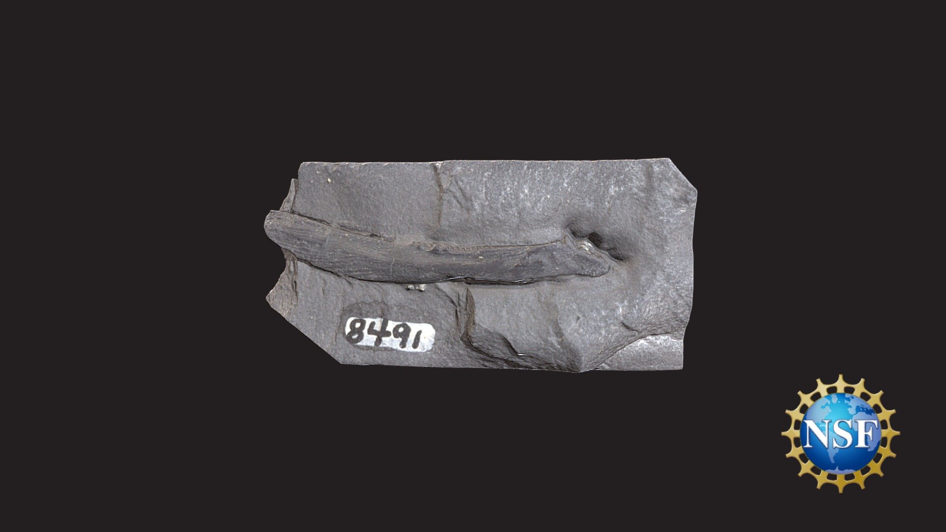 CMNH 8491 Micro Arthrodire Infragnathal - 3D model by Cleveland Museum ...