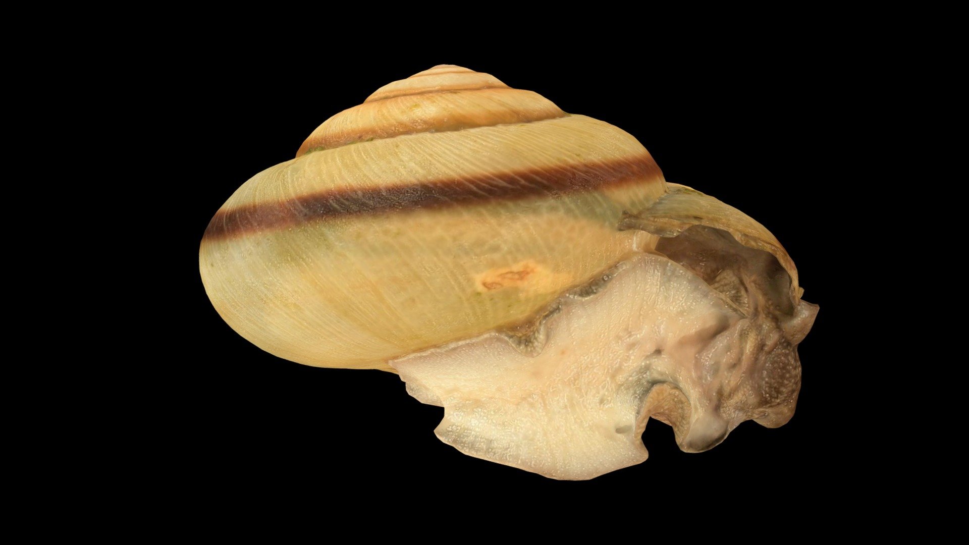 CC0 ツクシマイマイ 🐌 Tsukushi Snail, Euhadra herklotsi - Download Free 3D ...