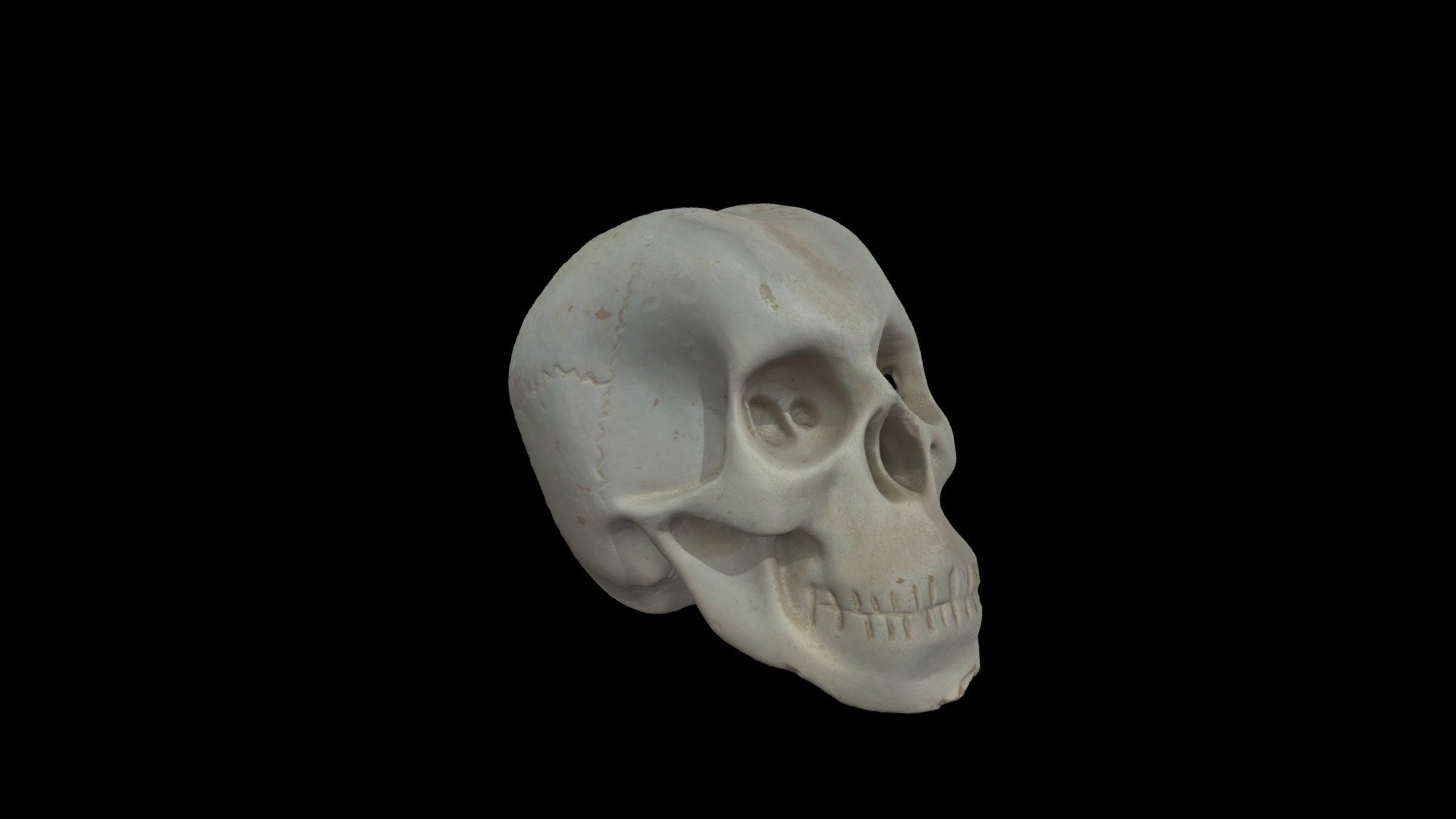 Plaster human skull - 3D model by gl3dmodeling [c8af0f6] - Sketchfab