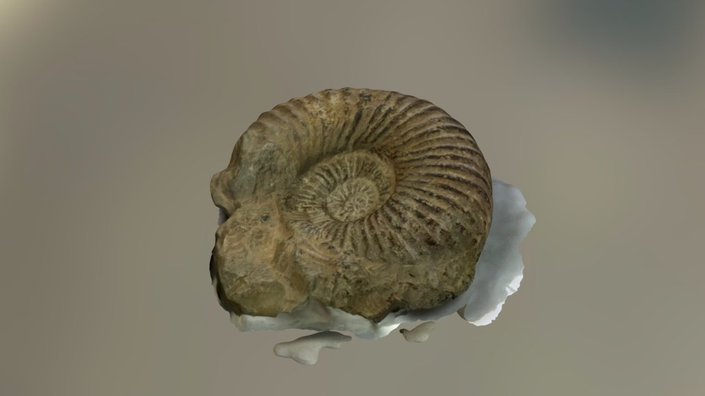 Fossil - 3D model by javi_geo [c8b4666] - Sketchfab