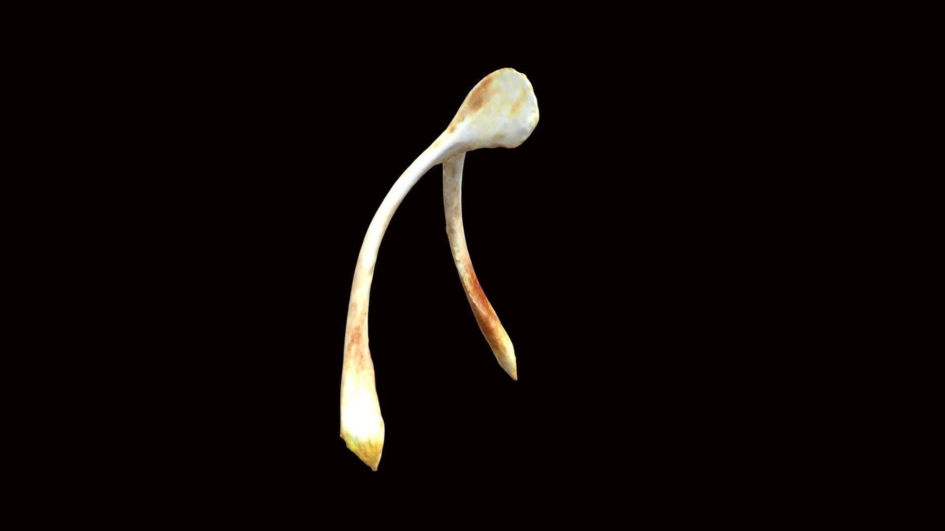 Chicken Furcula (VCU_3D_6727) - Download Free 3D model by Virtual ...
