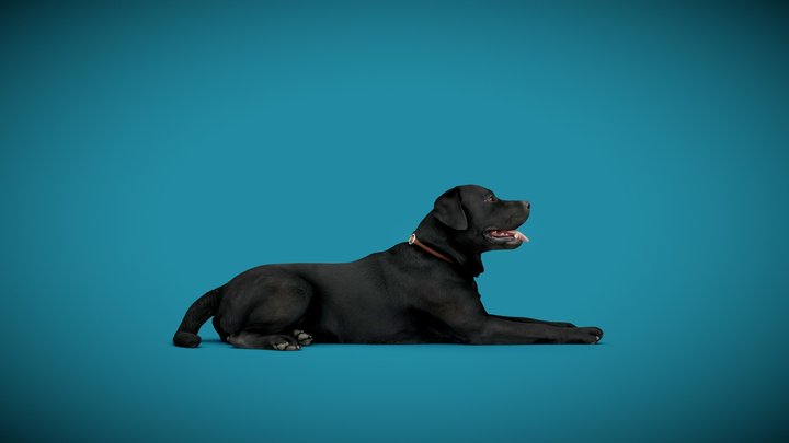 Labrador 3D models - Sketchfab