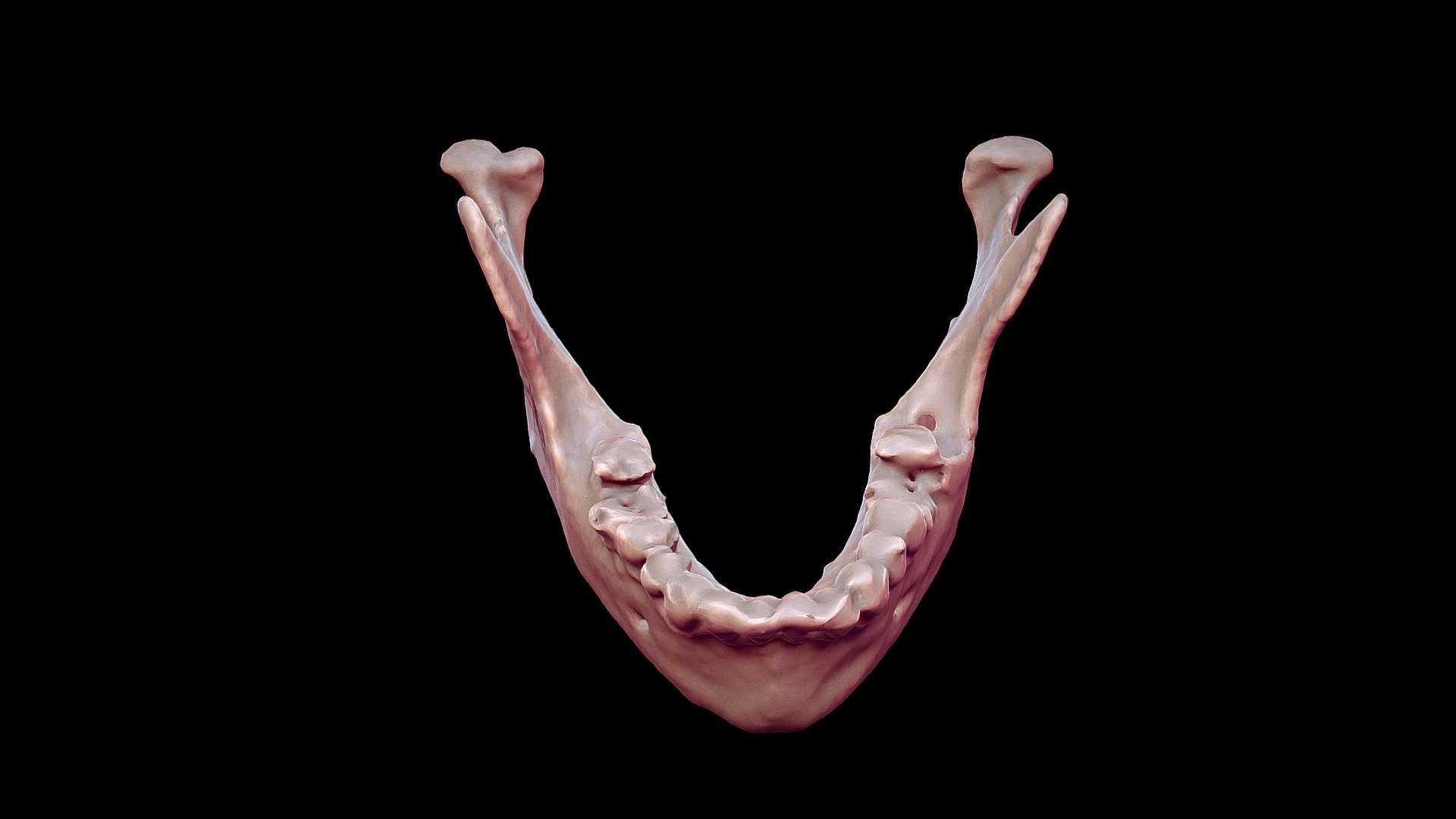 Mandible CT - 3D model by Chair_Digital_Anatomy [c8c0799] - Sketchfab