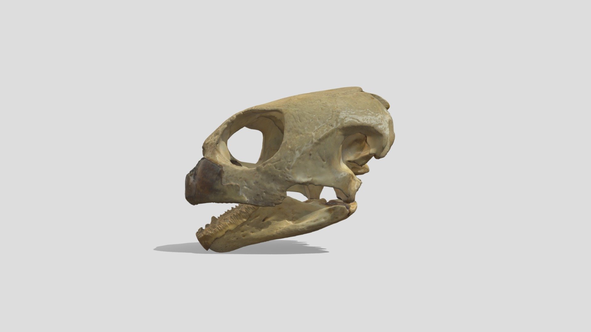 turtle_head_30w - 3D model by www.archaeo-c.com/Default.aspx (@archaeo ...