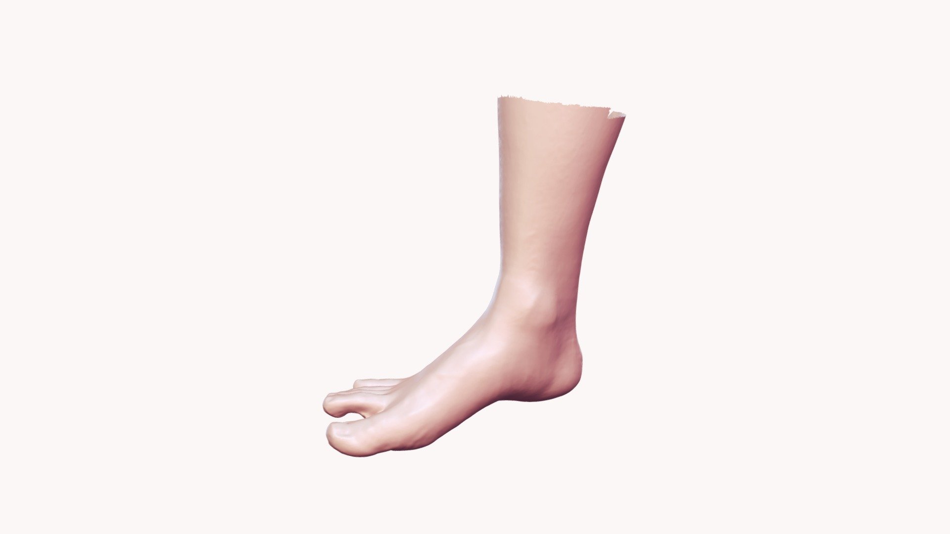 Foot - 3D model by Thunk3D 3D Scanner (@Lily.Qin1) [c8cd86e] - Sketchfab
