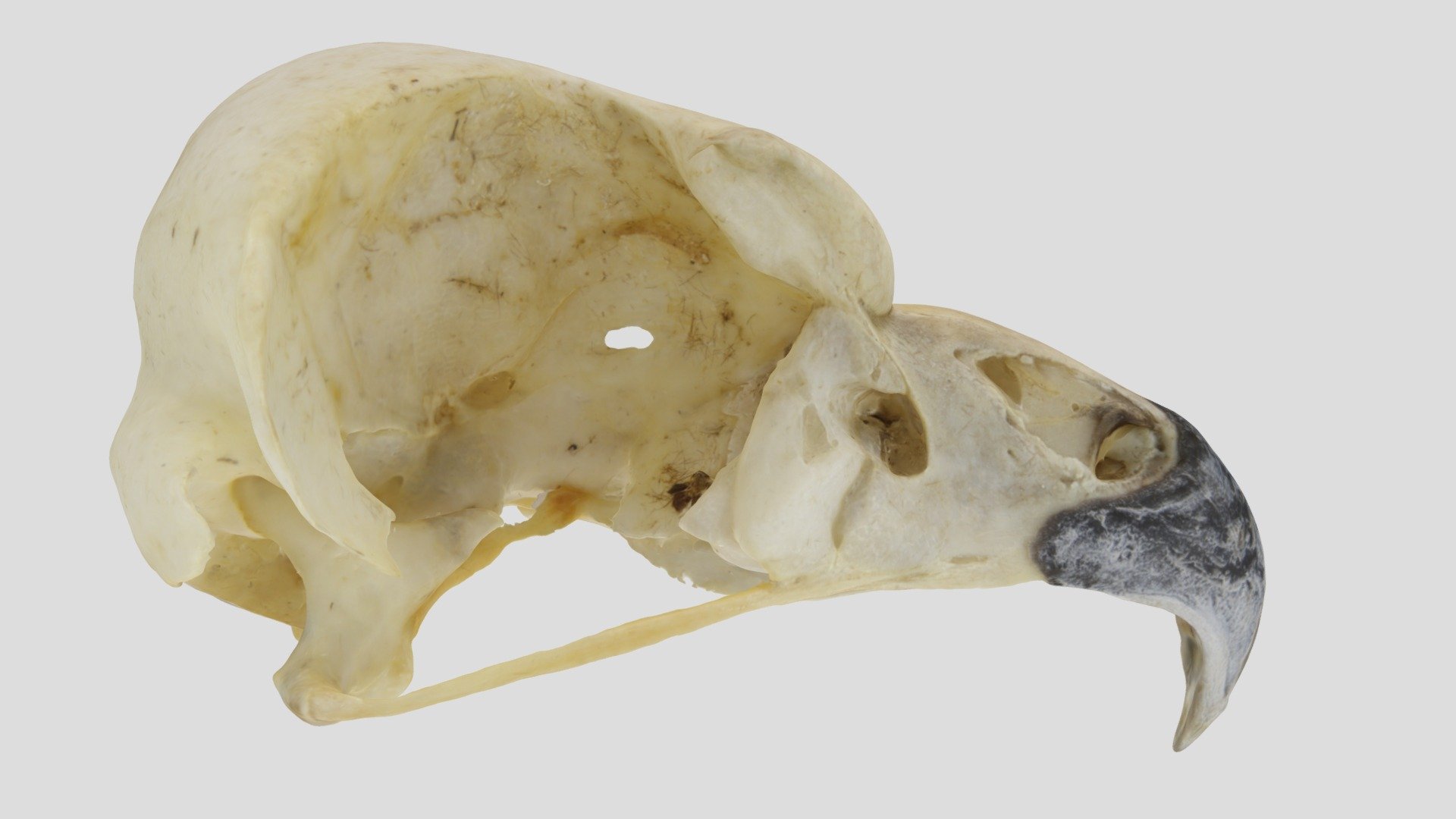 UWYMV:3167, Bubo virginianus, crania - Download Free 3D model by ...