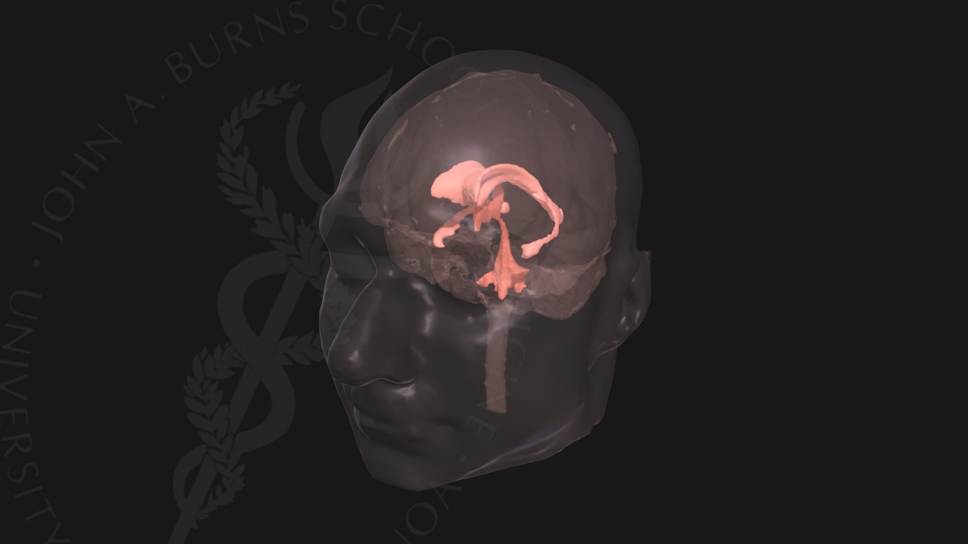 Brain Ventricular System - 3D model by John A Burns School of Medicine ...