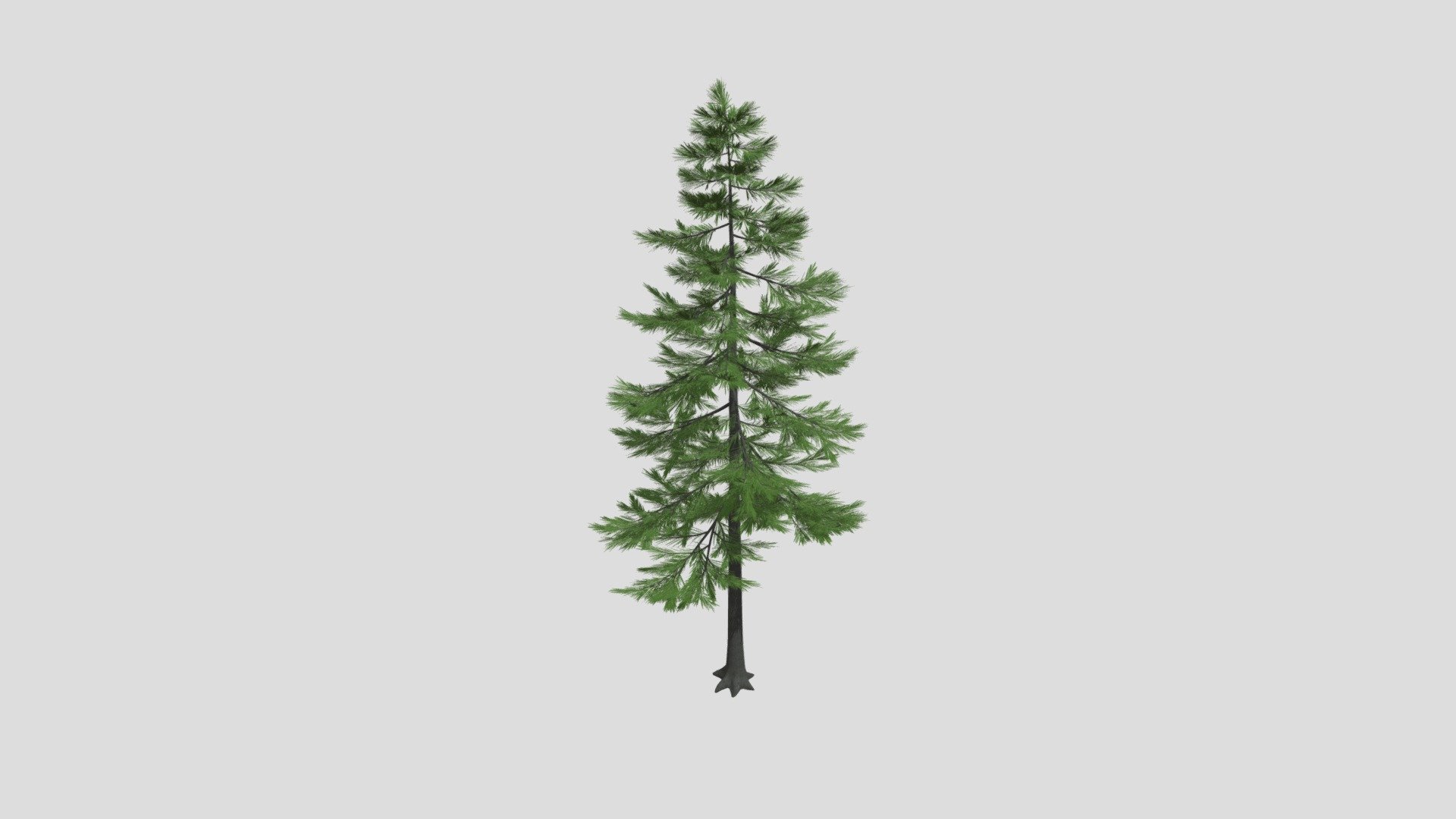 Pine Tree - 3D model by Ryoto_Rio [c8df95f] - Sketchfab