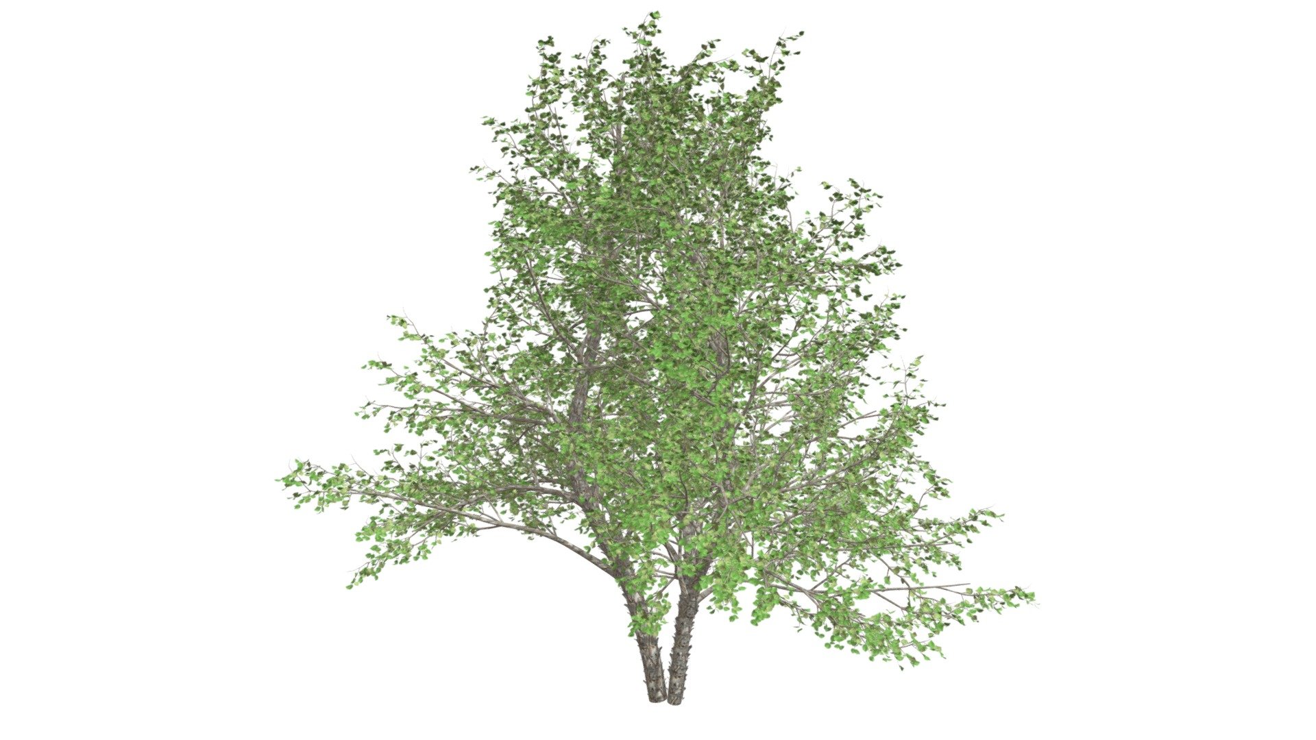 River Birch Tree #01 - Buy Royalty Free 3D model by meshshape [c8e416d ...