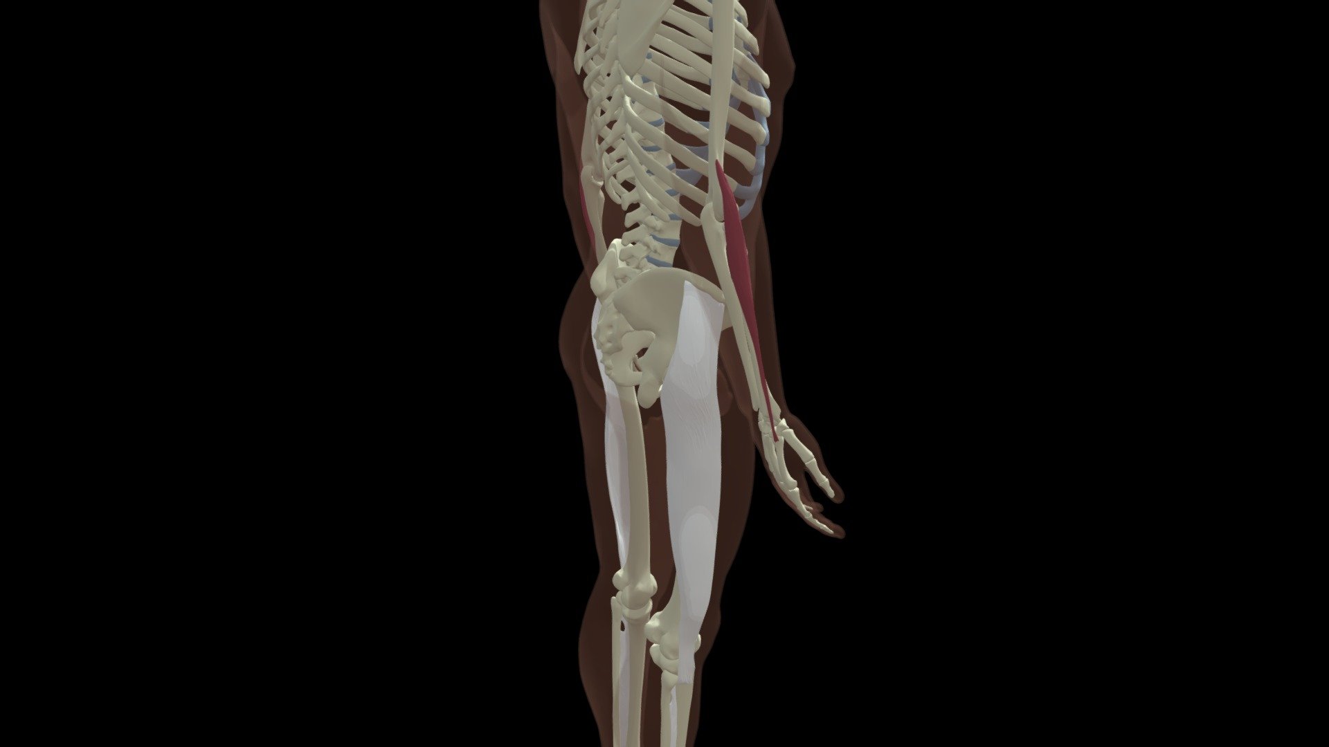 Extensor Carpi Radialis Longus - Download Free 3D model by UMich ...