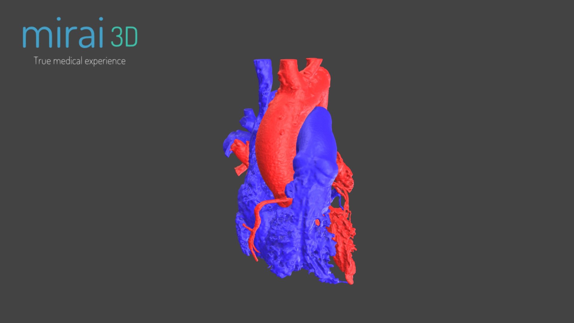 Modelo cardiovascular adulto - Buy Royalty Free 3D model by MIRAI3D ...