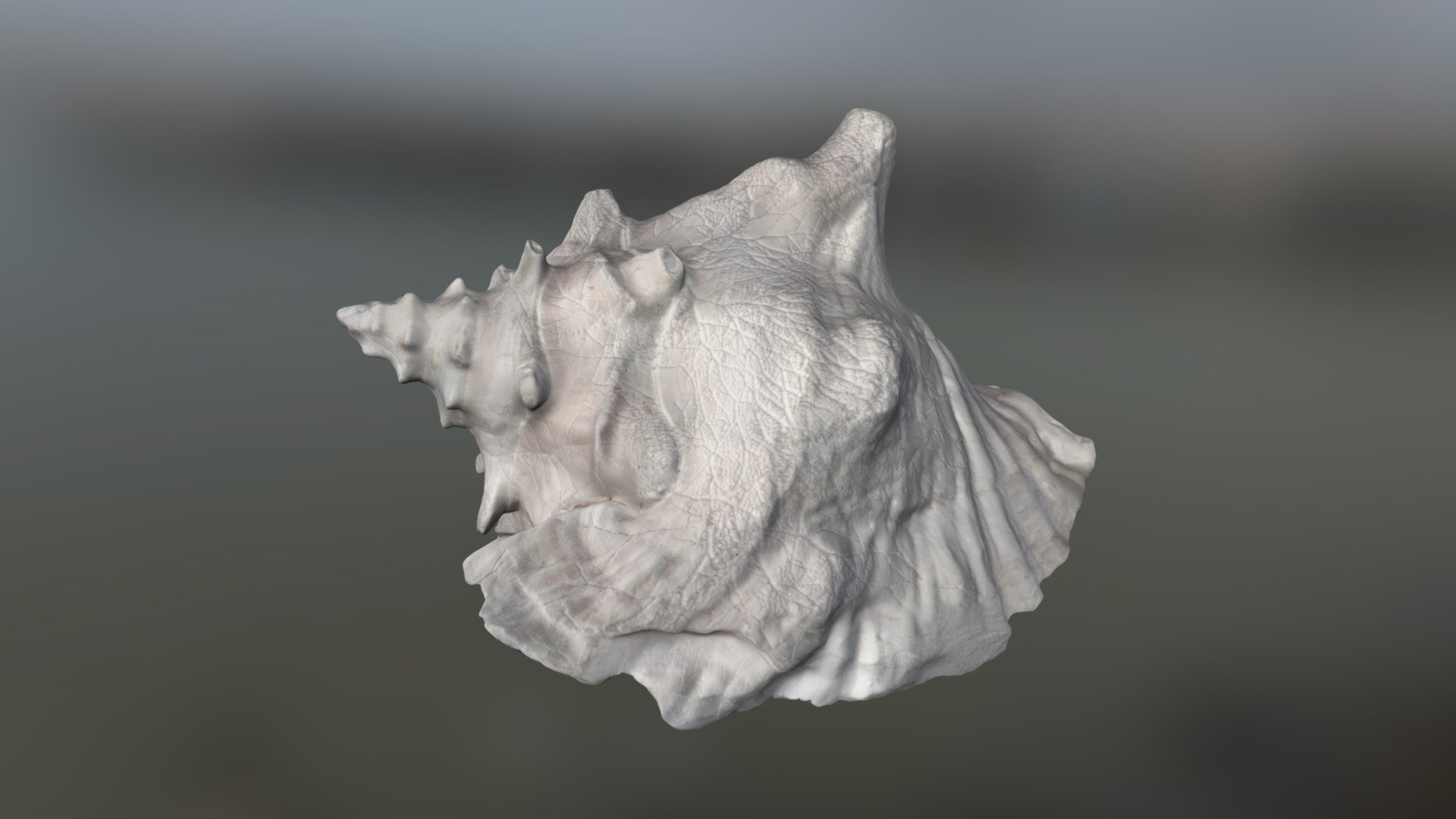 Large Bahama conch sea shell - 3D model by Kai Christmann (@kai_am ...