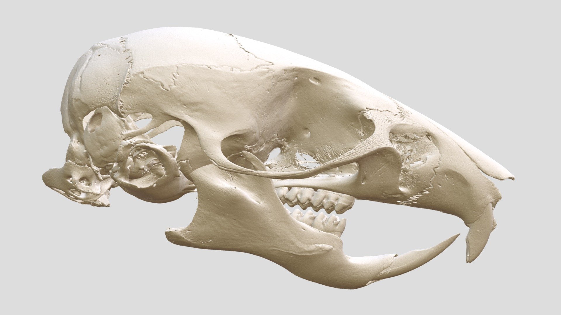 Bolomys lasiurus (MSB:Mamm:98816) - 3D model by Biodiversity [c8edc15 ...