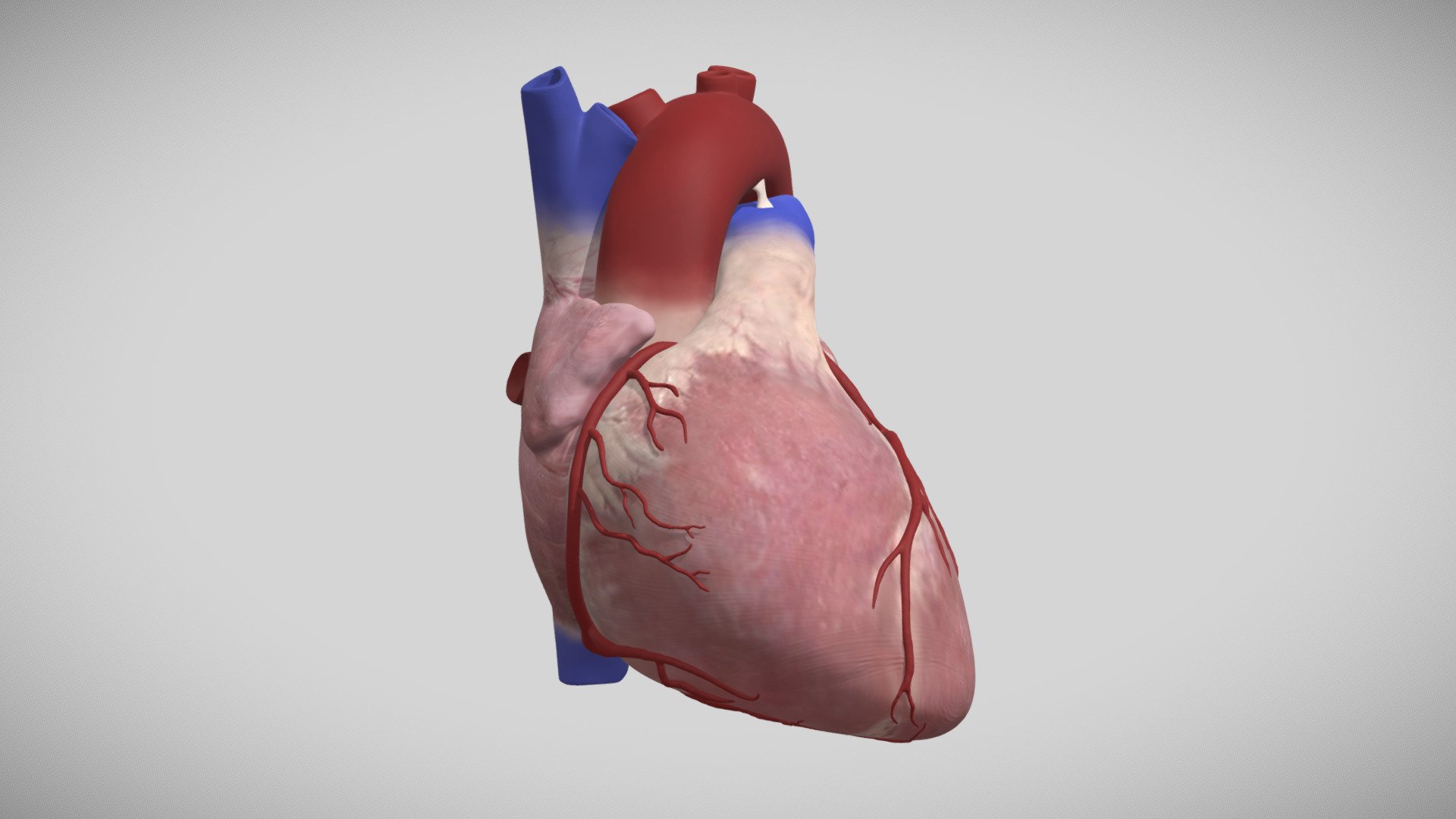 Coronary arteries of the human heart [German] - 3D model by EKG-WISSEN ...