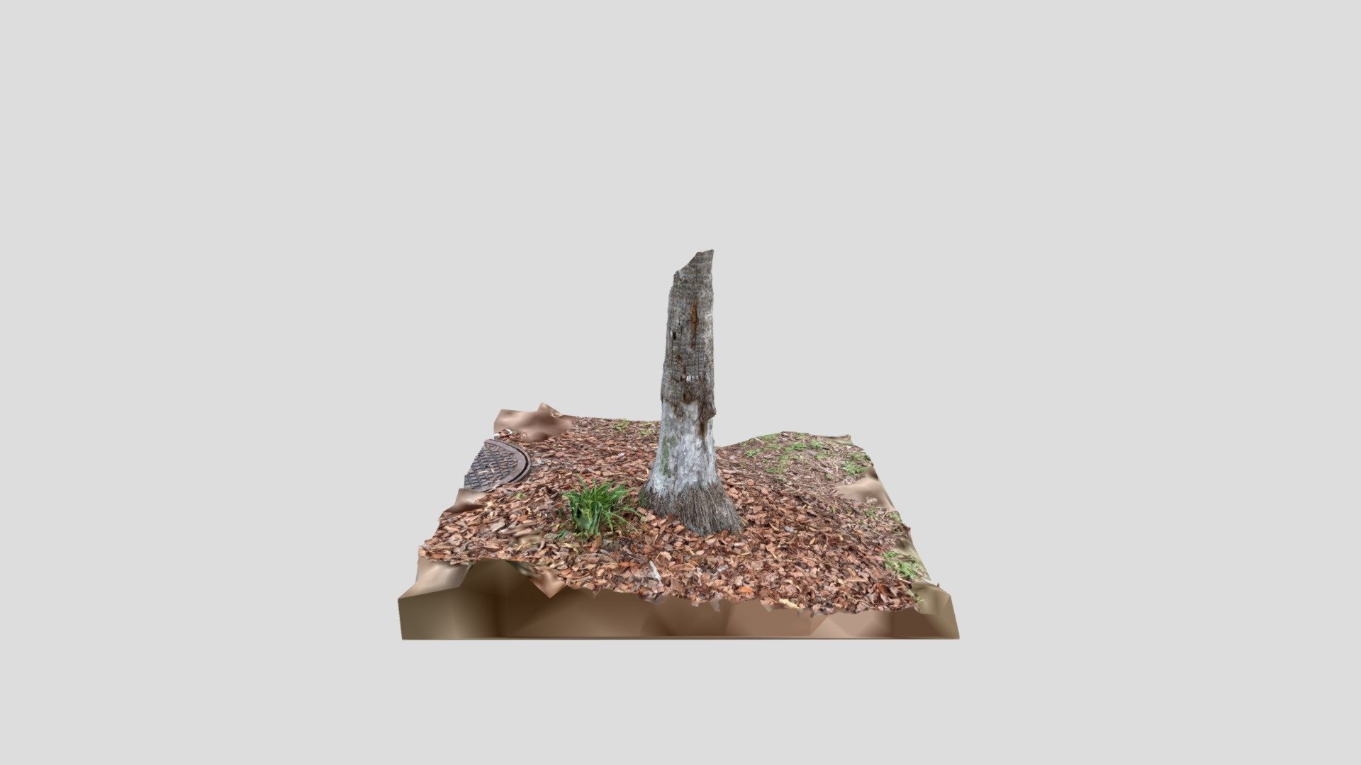 Tree Scan - Download Free 3D model by rainasawrus (@salilraina ...