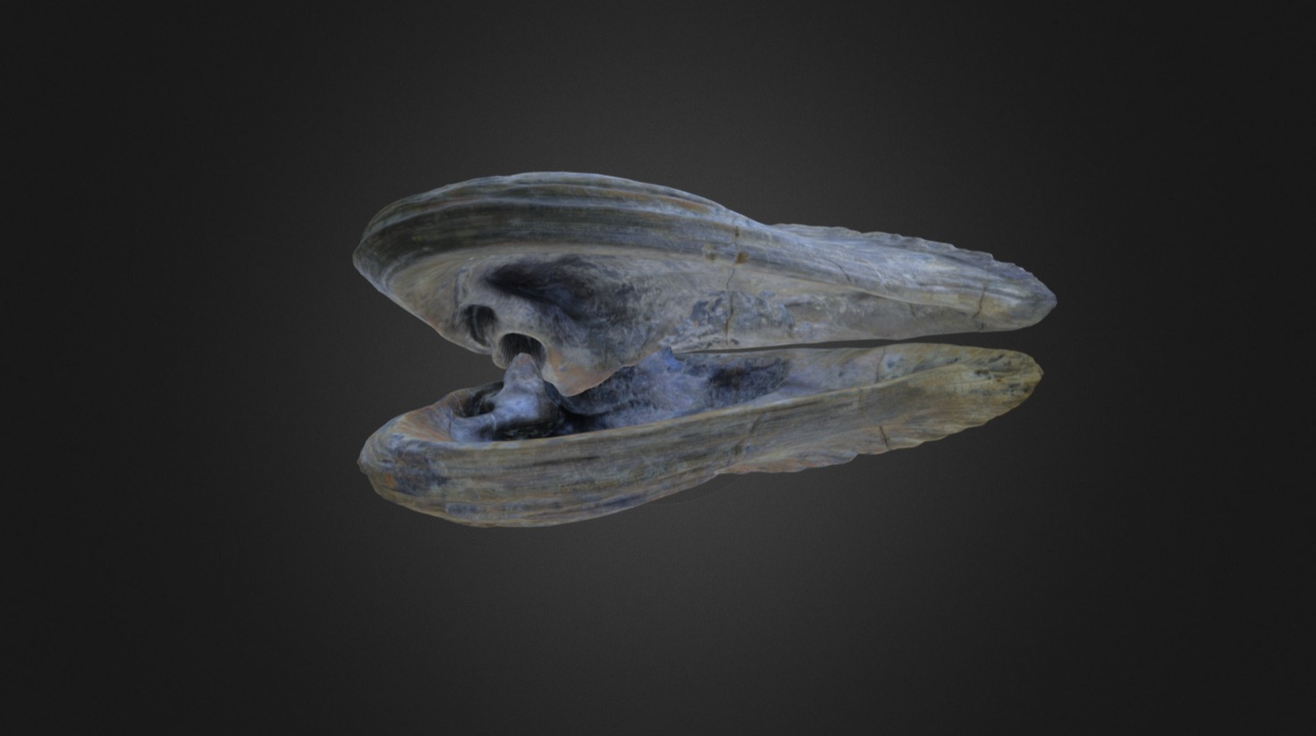 Trigonia sp. [Animated] - Download Free 3D model by Steinkern [c8ff86e ...