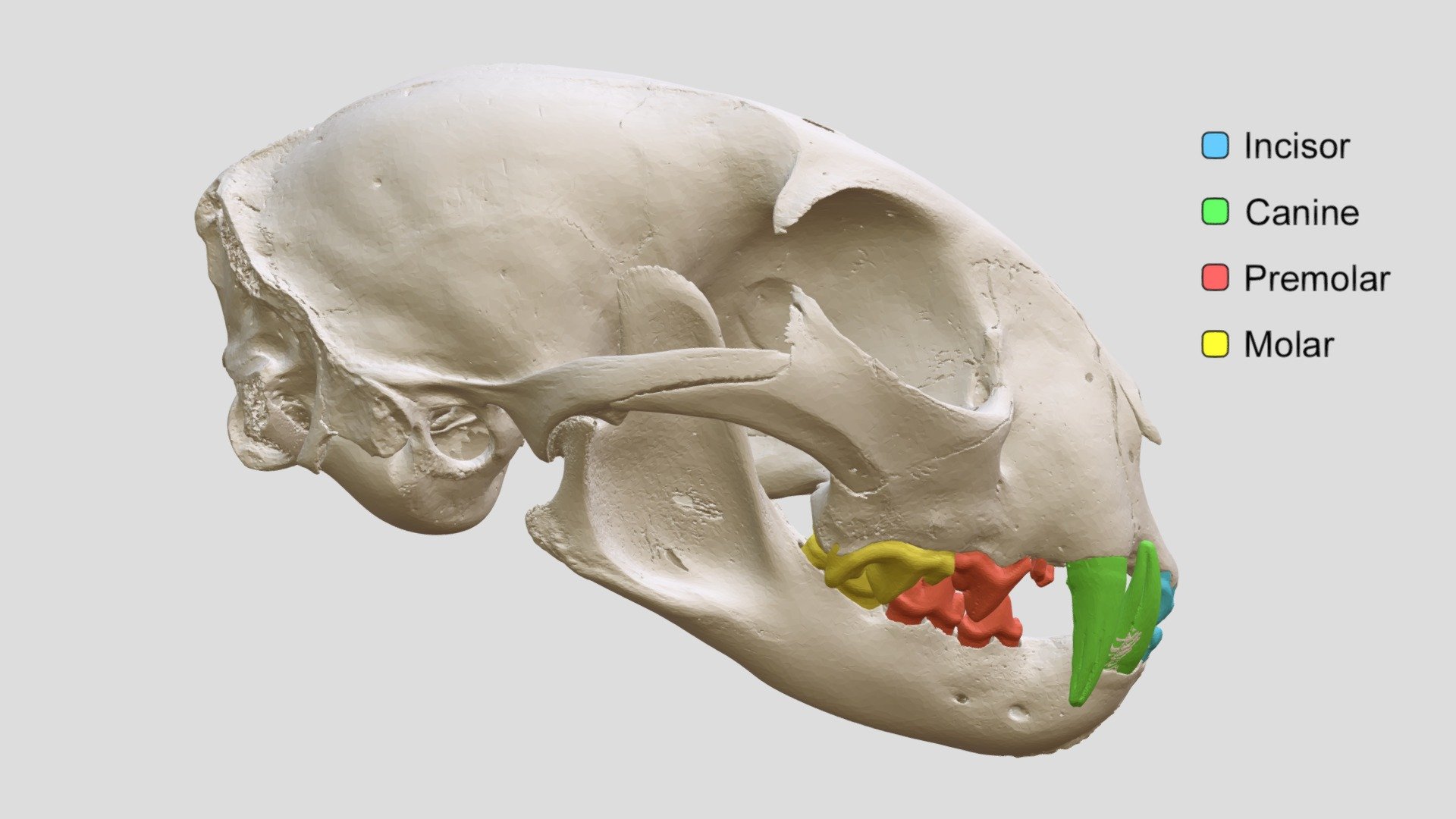 Lynx rufus (MSB:Mamm:16415) - 3D model by Biodiversity [c907eb8 ...
