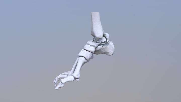 Bonefacture 3D models - Sketchfab