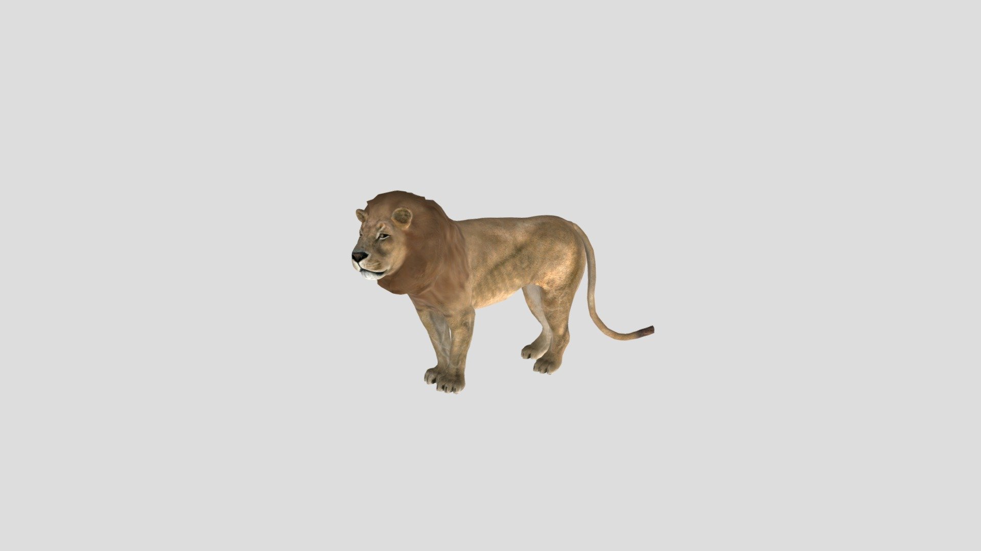 Lion - Buy Royalty Free 3D model by Phil3D (@philosophie) [c91d451 ...