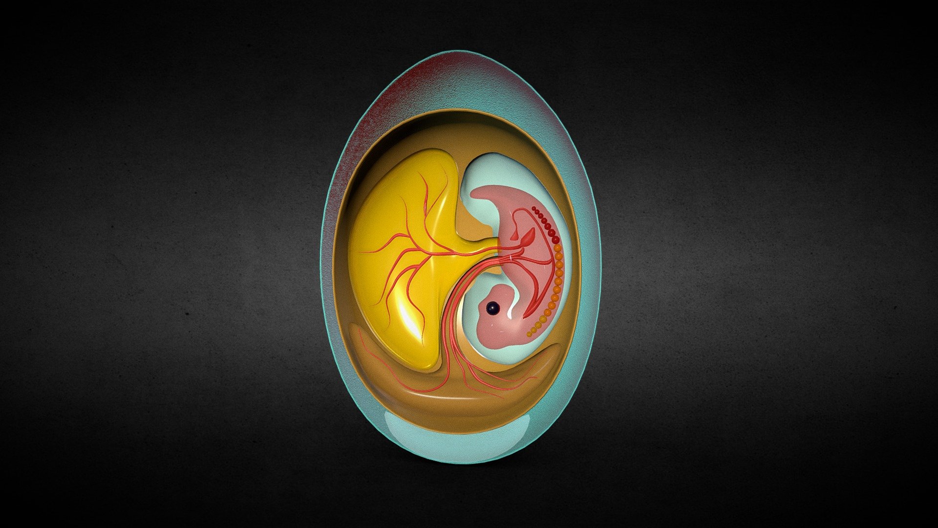 Bird Egg Anatomy - Buy Royalty Free 3D model by arloopa [c91e698 ...
