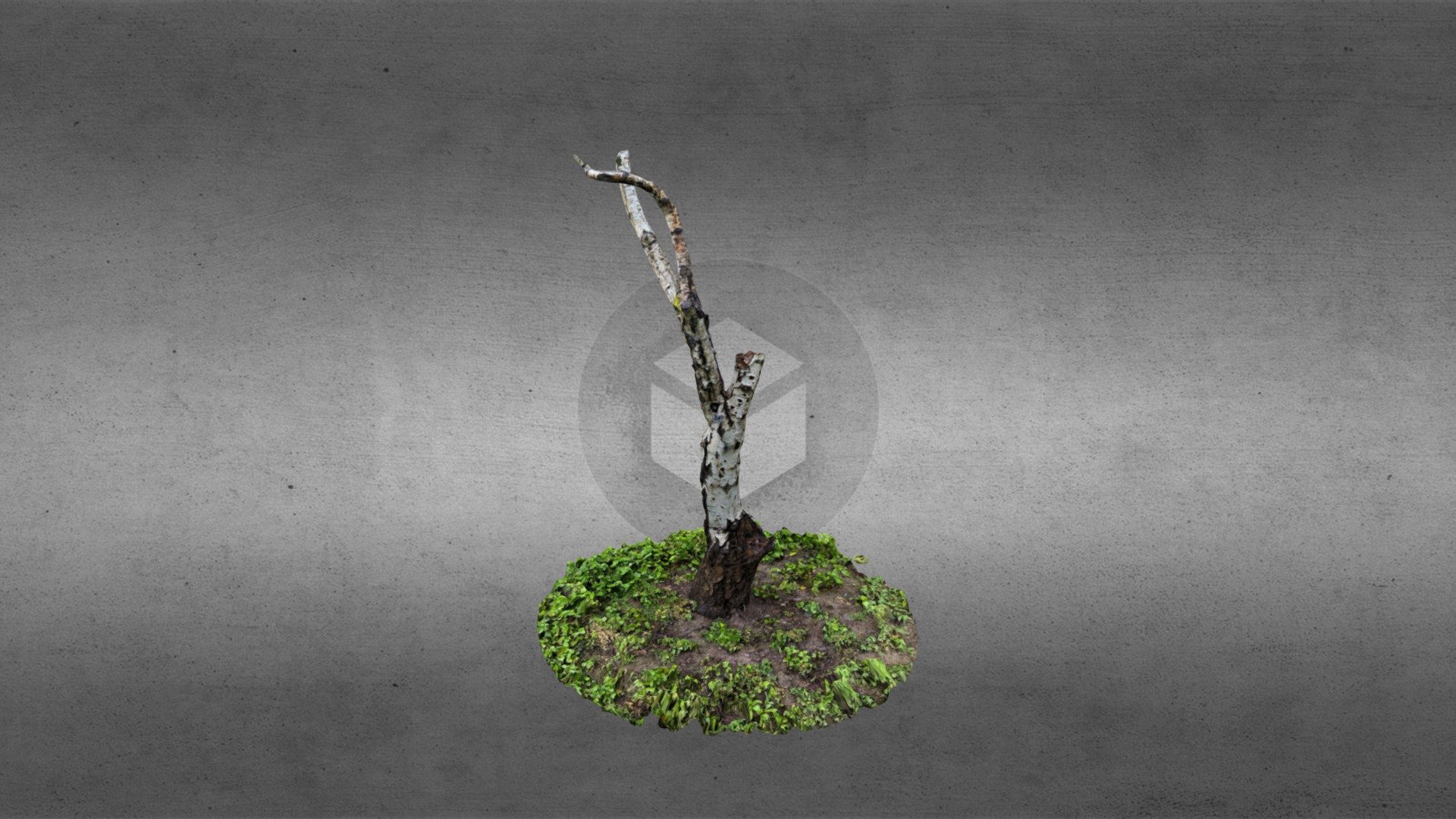 Silver Birch Stump (Betula Pendula Roth) - 3D model by CARTE 3D ...