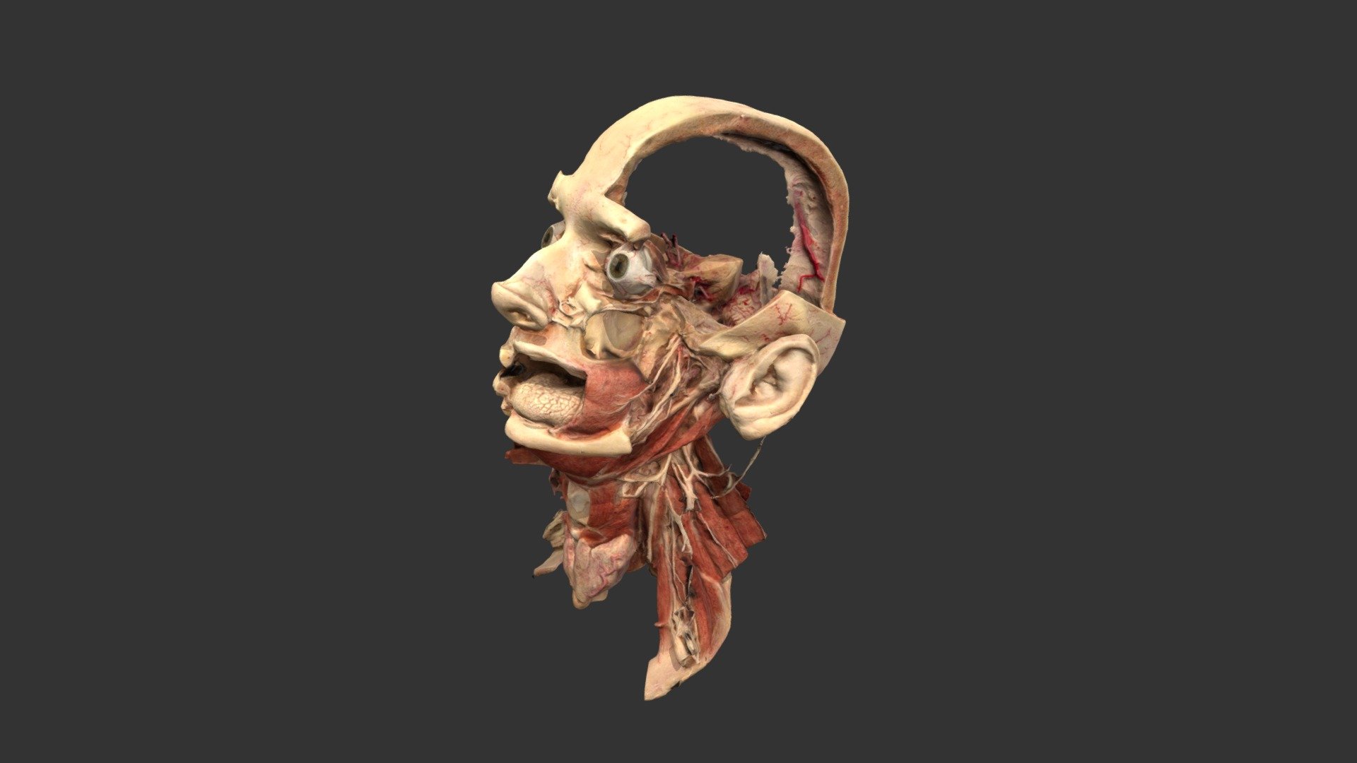 Plastinated Head Model - 3D model by eberlyodl [c923fde] - Sketchfab