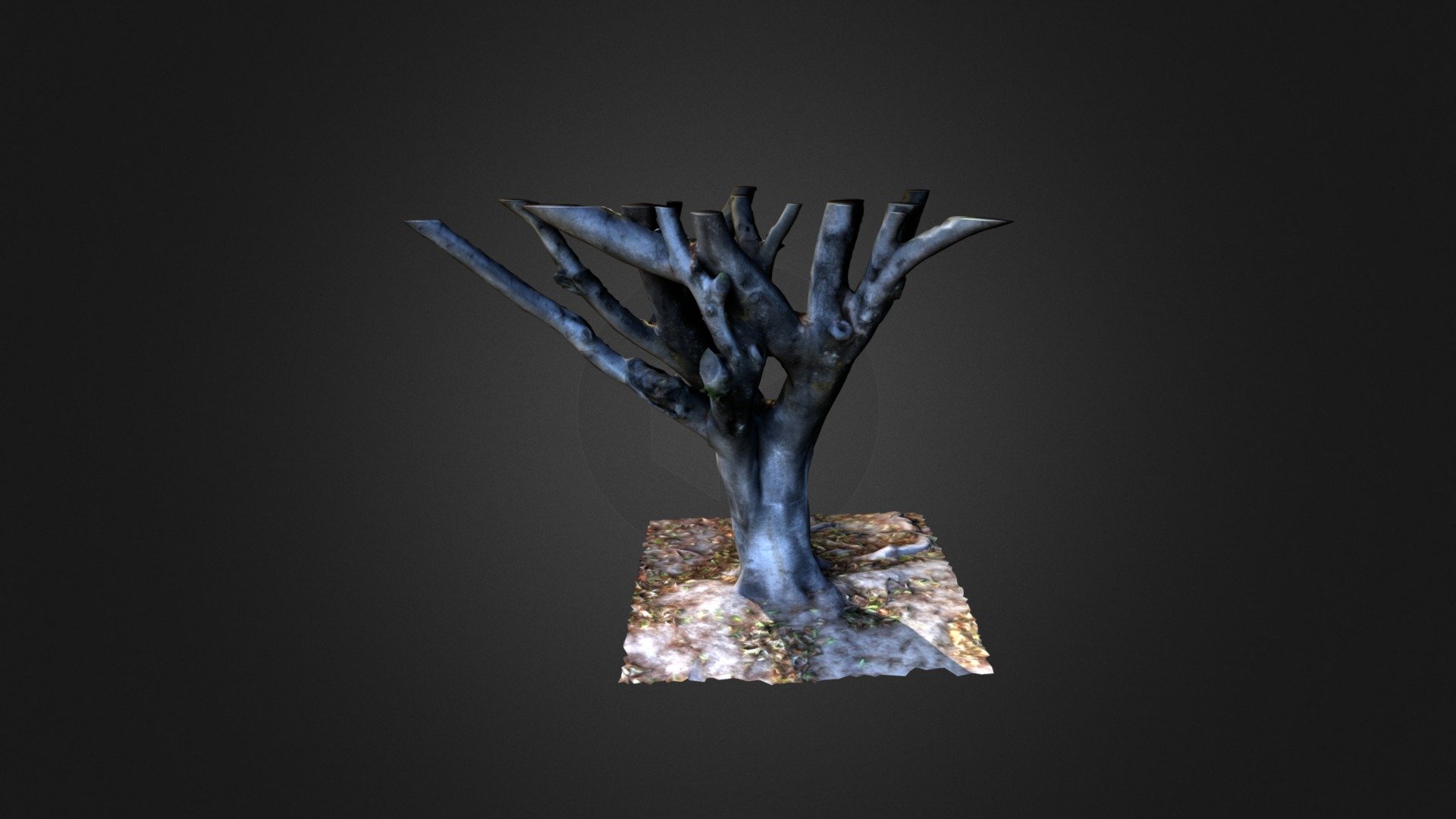 Tree Ficus - 3D model by renderiza [c92532f] - Sketchfab