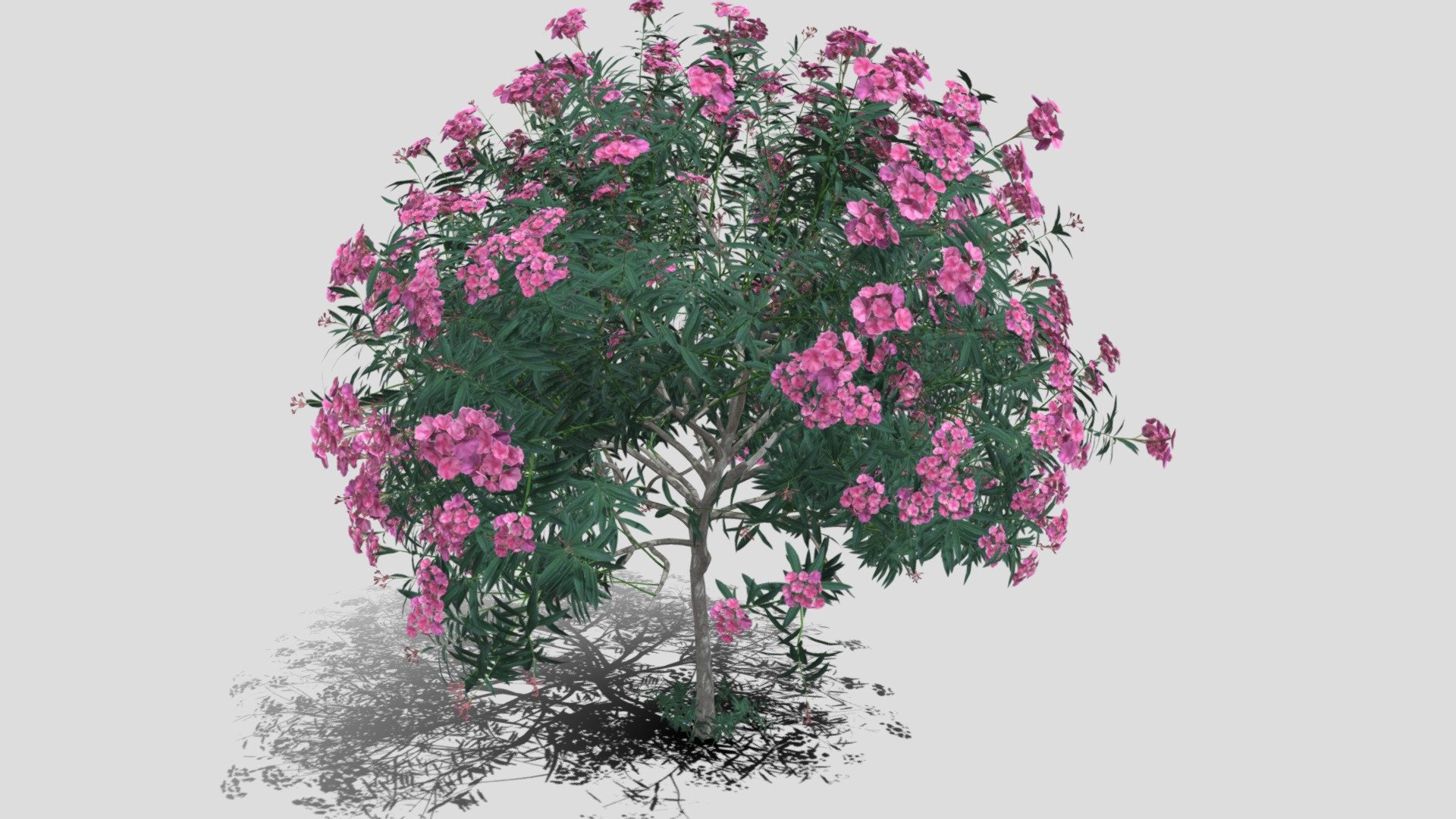 Oleander - Buy Royalty Free 3D model by local.yany [c925570 ...