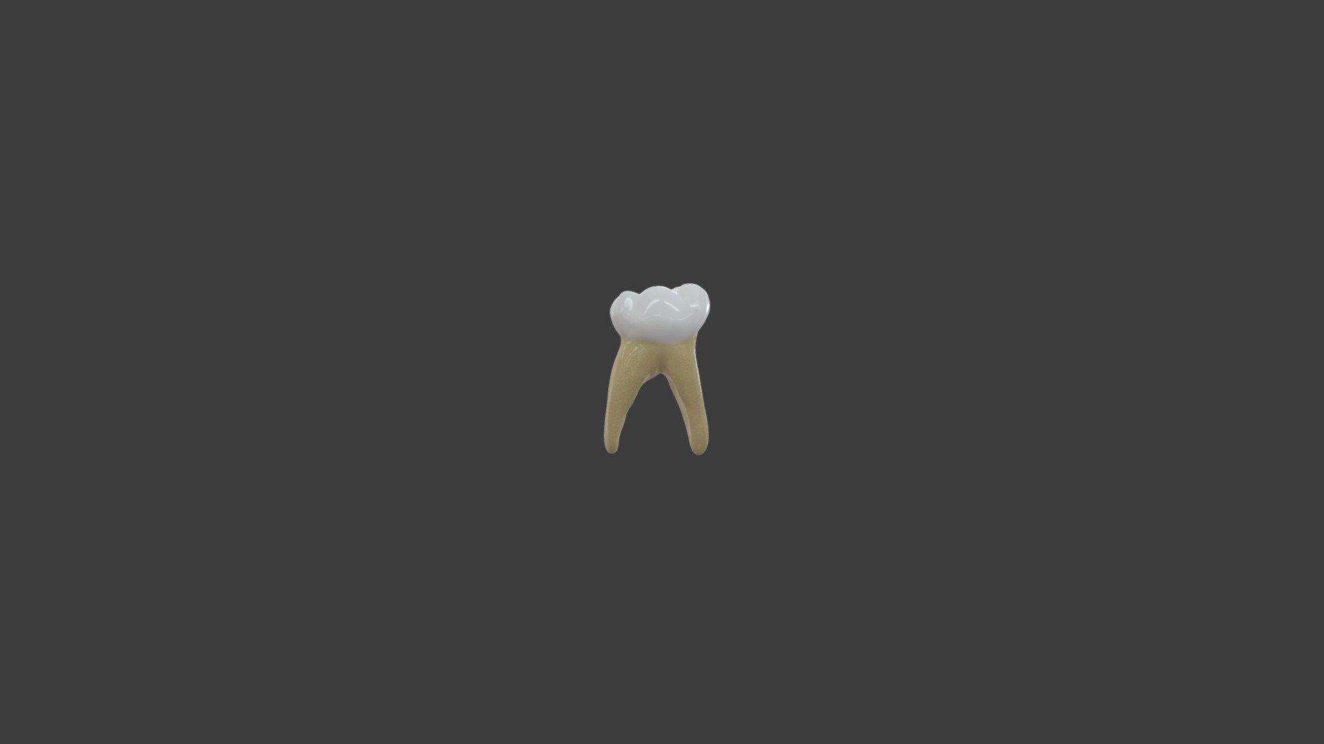 Primary Mandibular 2nd Molar - 3D model by Ahmed Mahrous ...