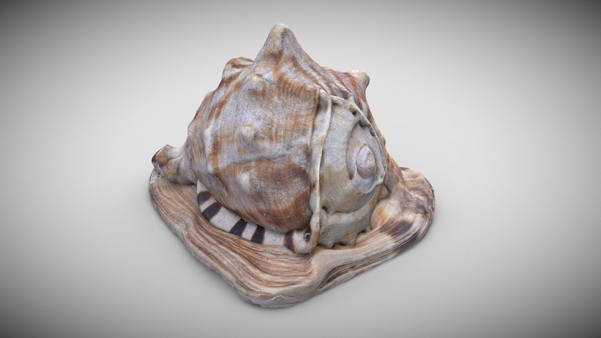 Conch Shell 3D Scan - GameReady - Buy Royalty Free 3D model by ...