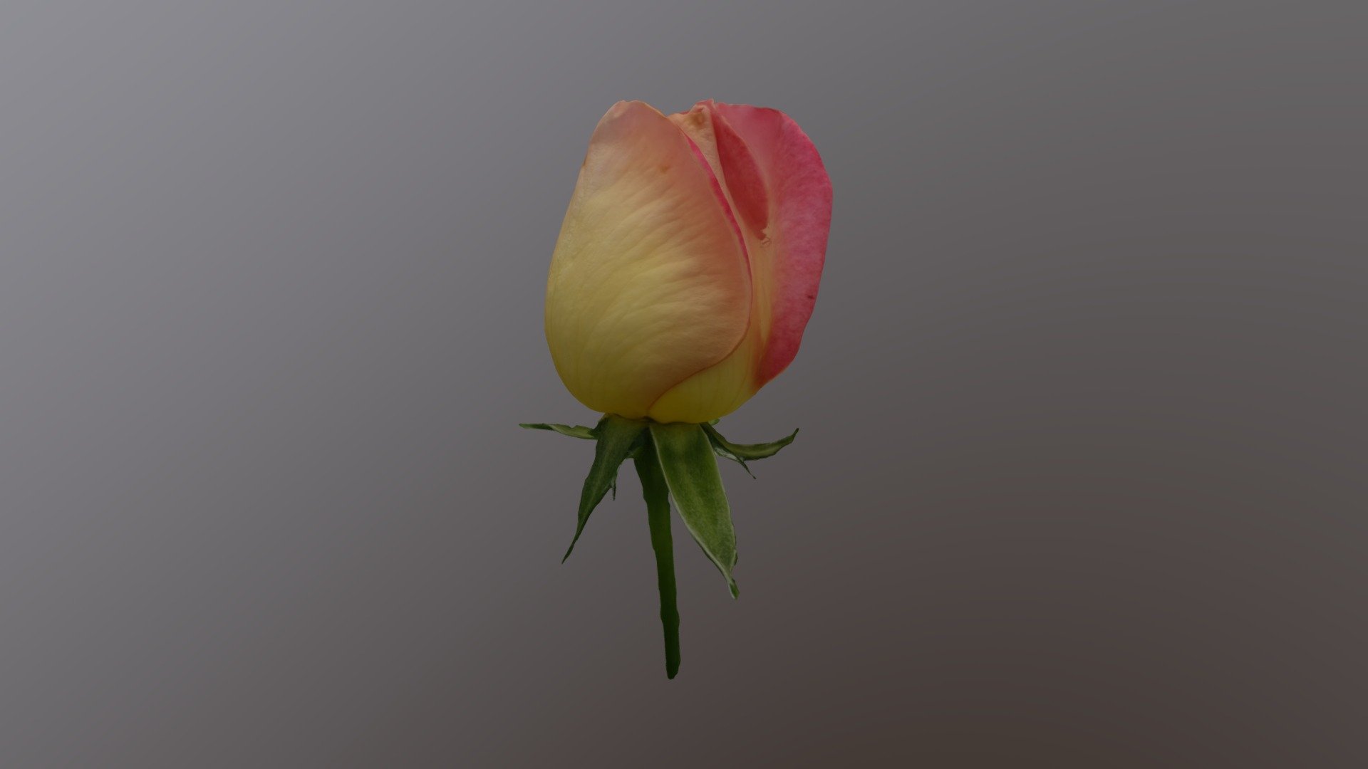Rose - Download Free 3D model by tessie675 [c928b85] - Sketchfab