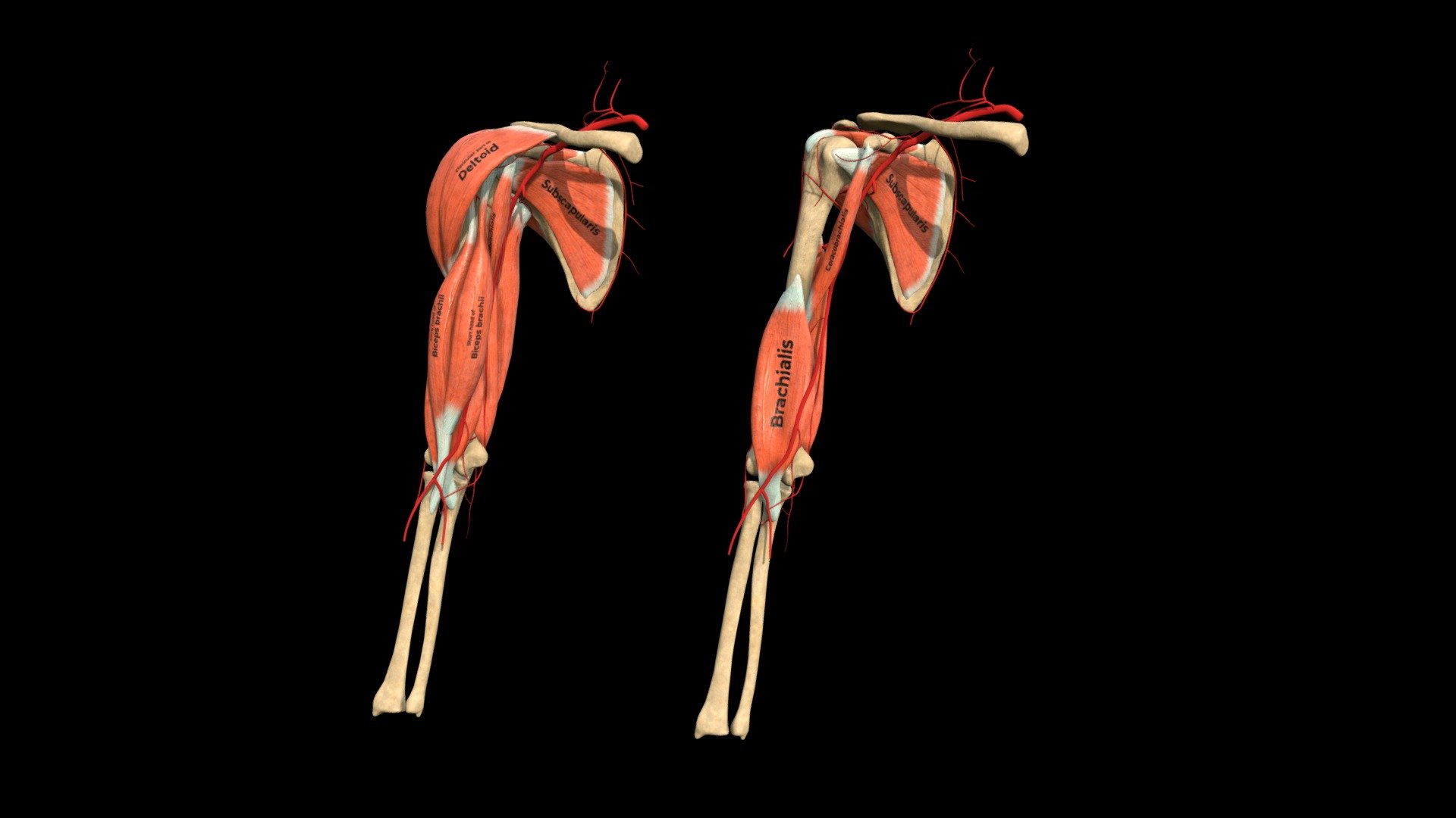 Anatomy of Muscles + Arteries of the Shoulder - 3D model by Soma3D ...