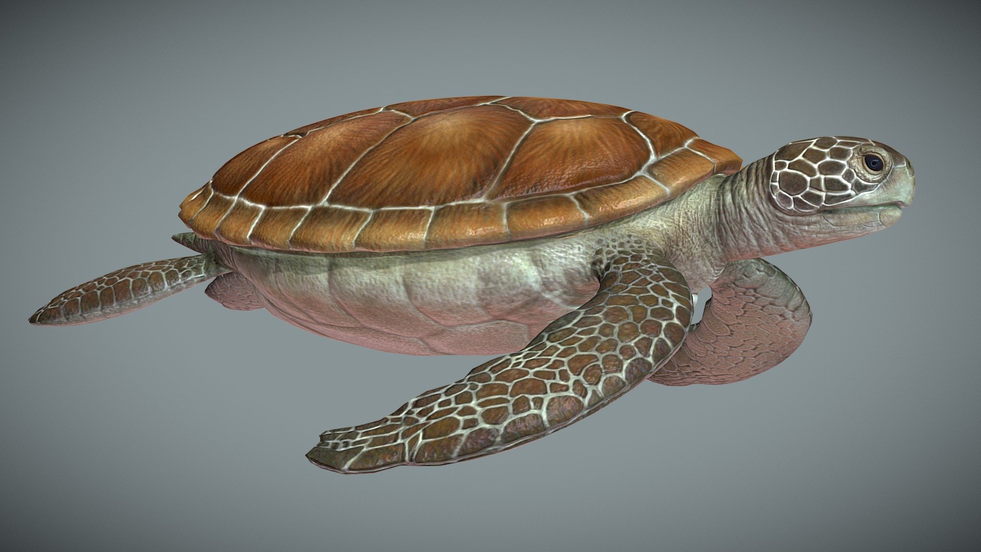 Sea turtle low poly - Download Free 3D model by C.J..Goldman [c92be54 ...