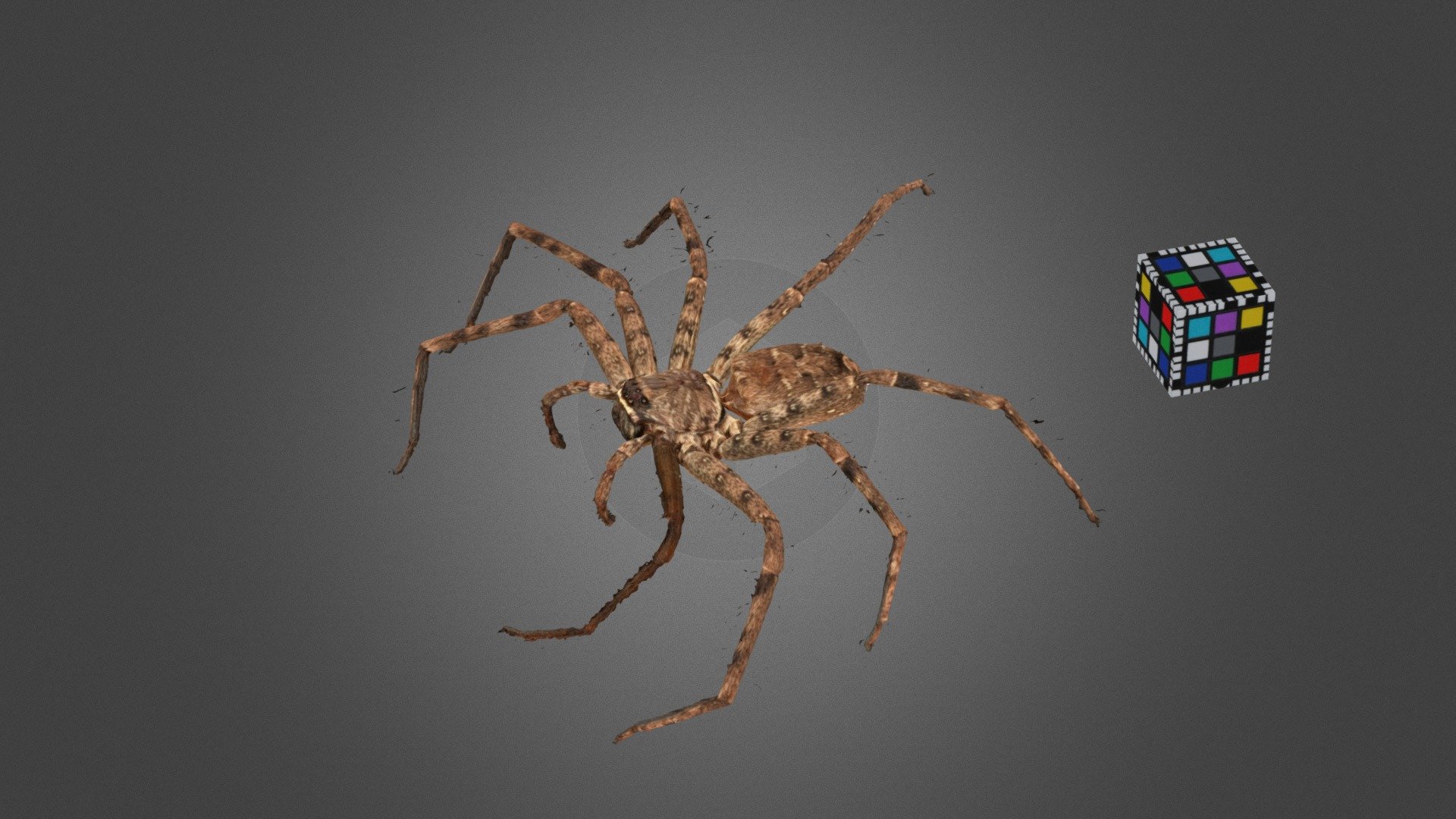 アシダカグモ 🕷️ Huntsman Spider, Heteropoda venatoria - Download Free 3D ...