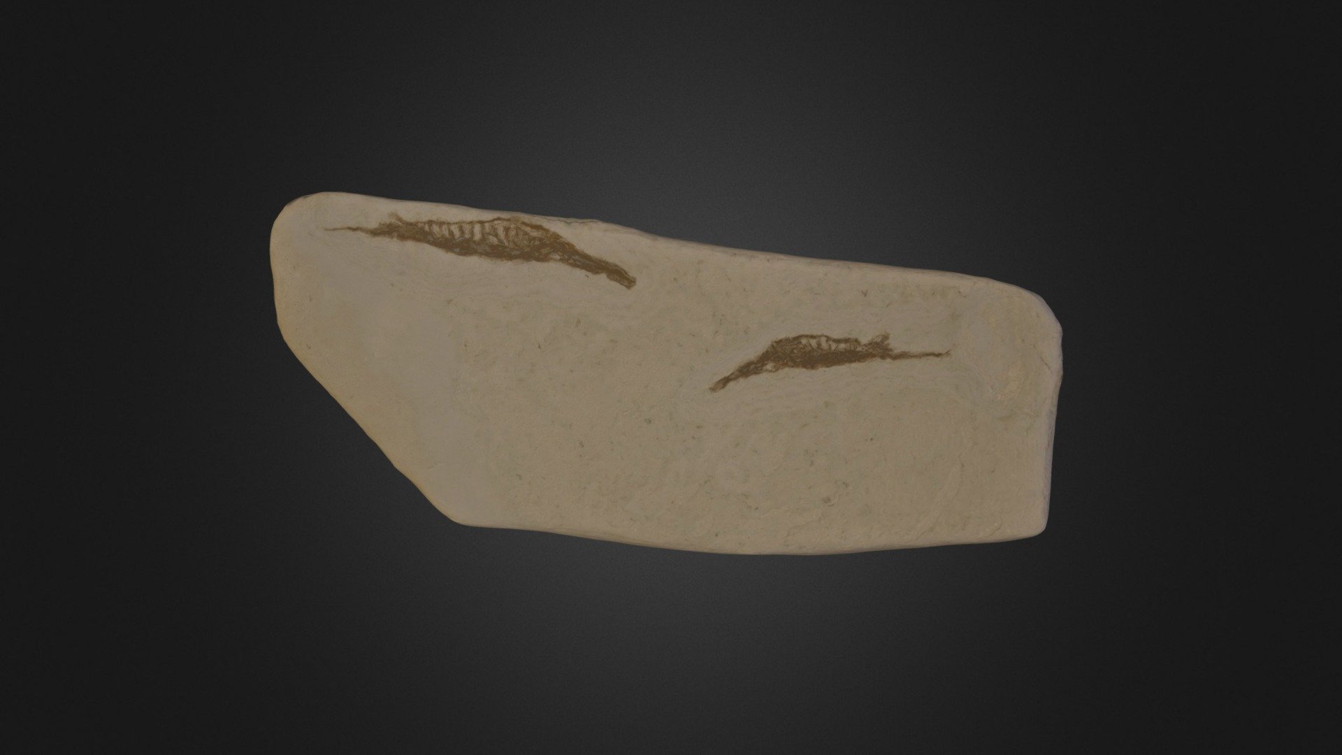 RAZORFISH FOSSIL - 3D model by 3D Fossils (@conqueror78) [c9355a0 ...