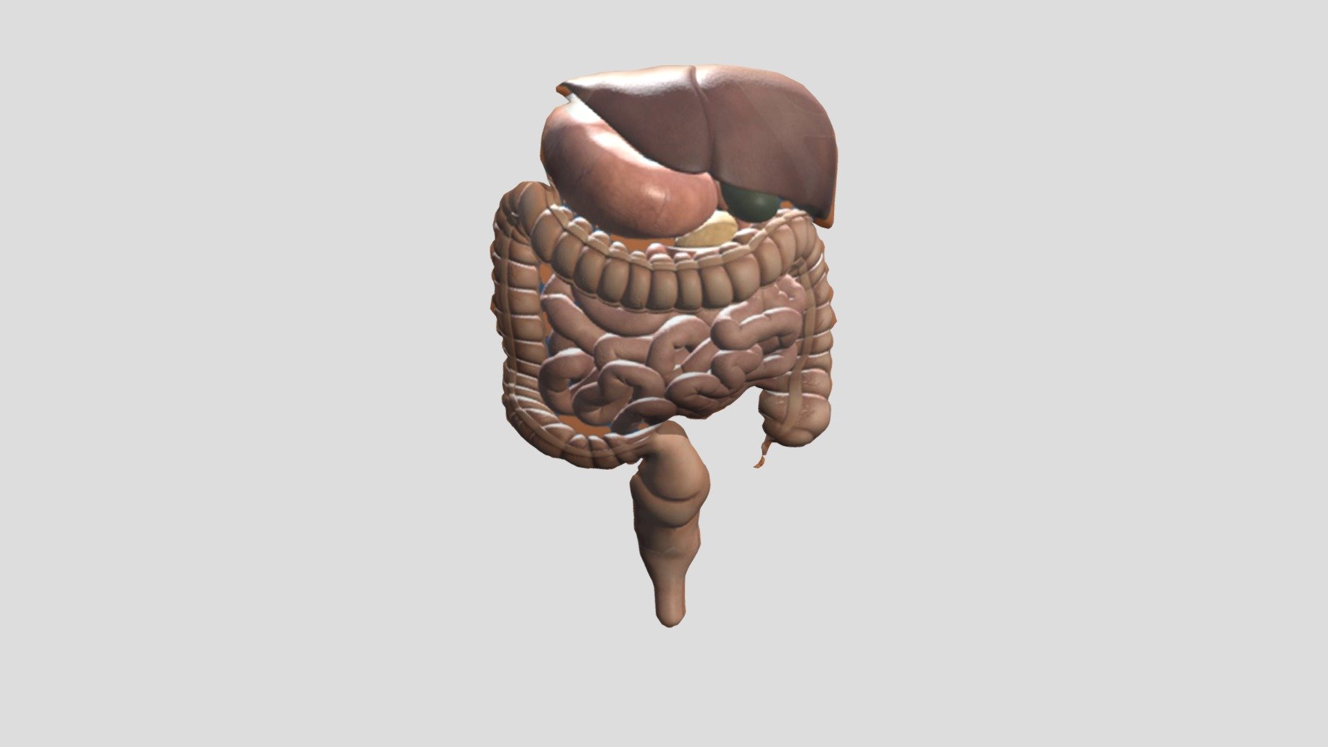 organ_organ_pencernaan_manusia_zick - 3D model by nrfdlhkltsm [c93b996 ...