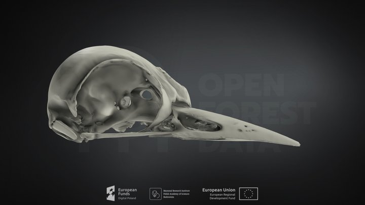 Primeval 3D models - Sketchfab