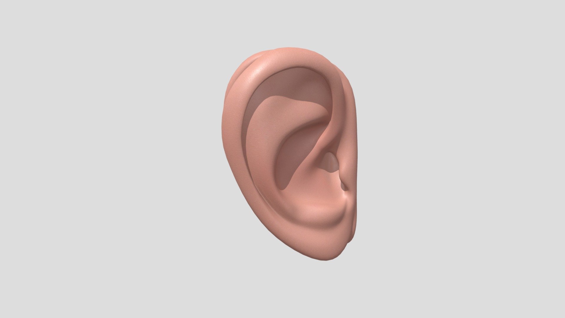 Ear - Download Free 3D model by Arturs (@artursmartinsons97) [c9434a9 ...