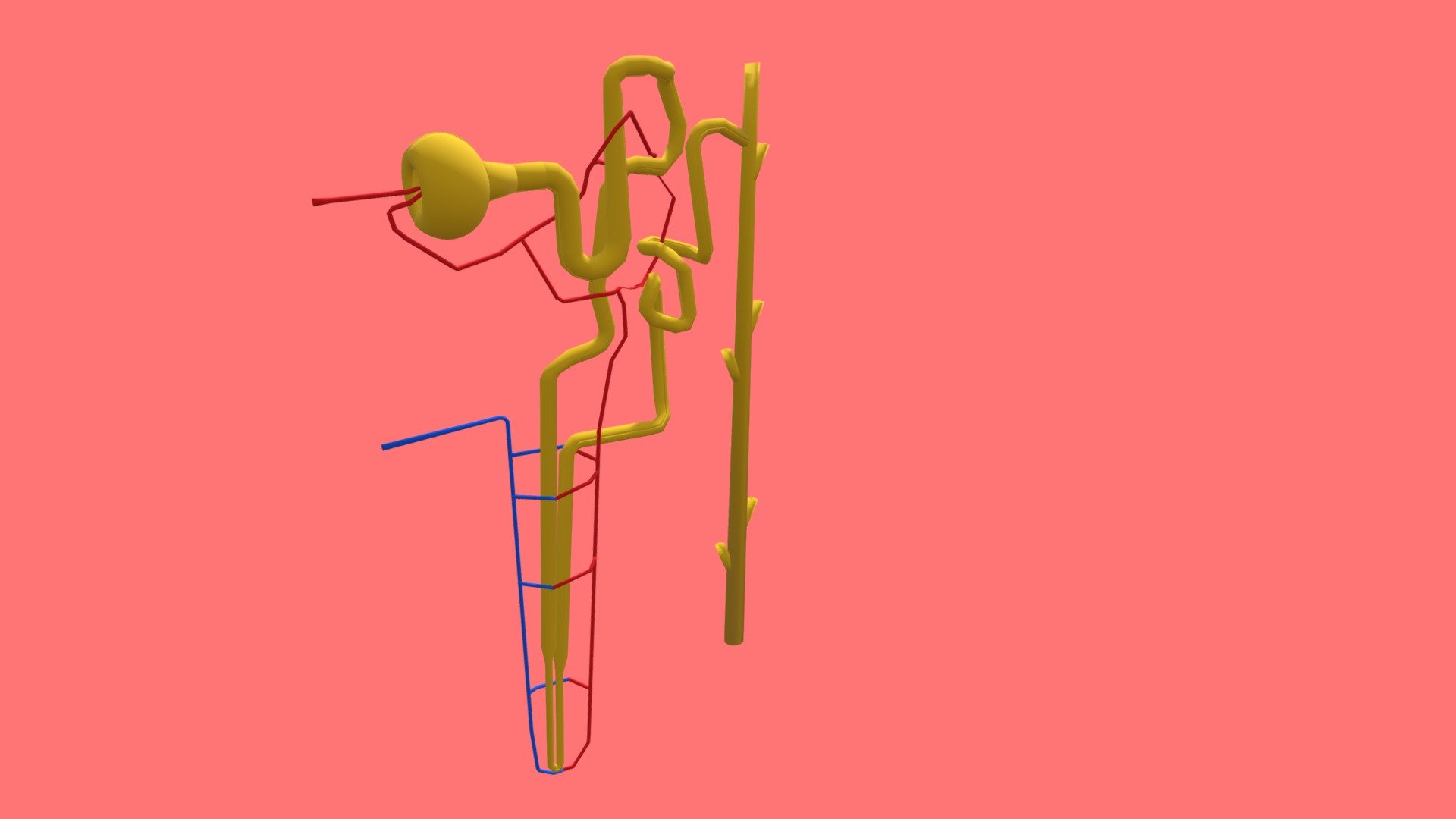 [Free] Nephron 3D Model - Download Free 3D model by Novsred - Biology ...