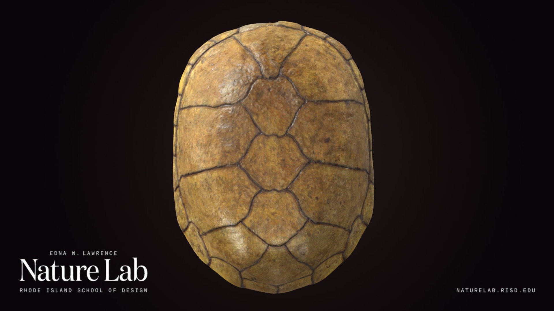 Yellow Mud Turtle Shell - Download Free 3D model by RISD Nature Lab ...