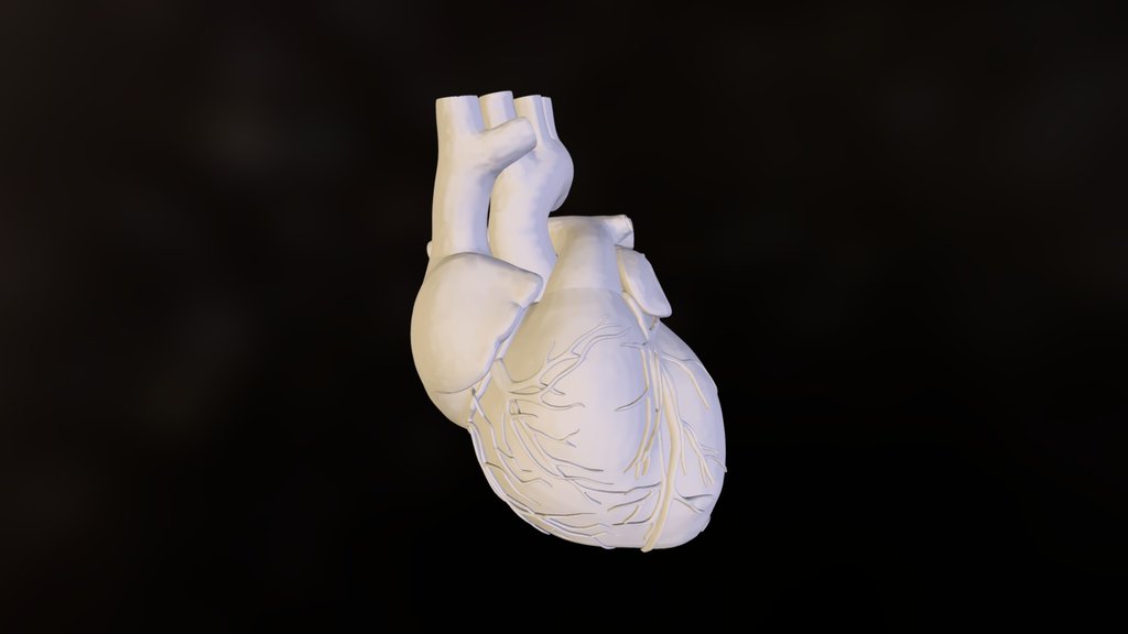 Heart - A 3D model collection by ErikBeyer - Sketchfab